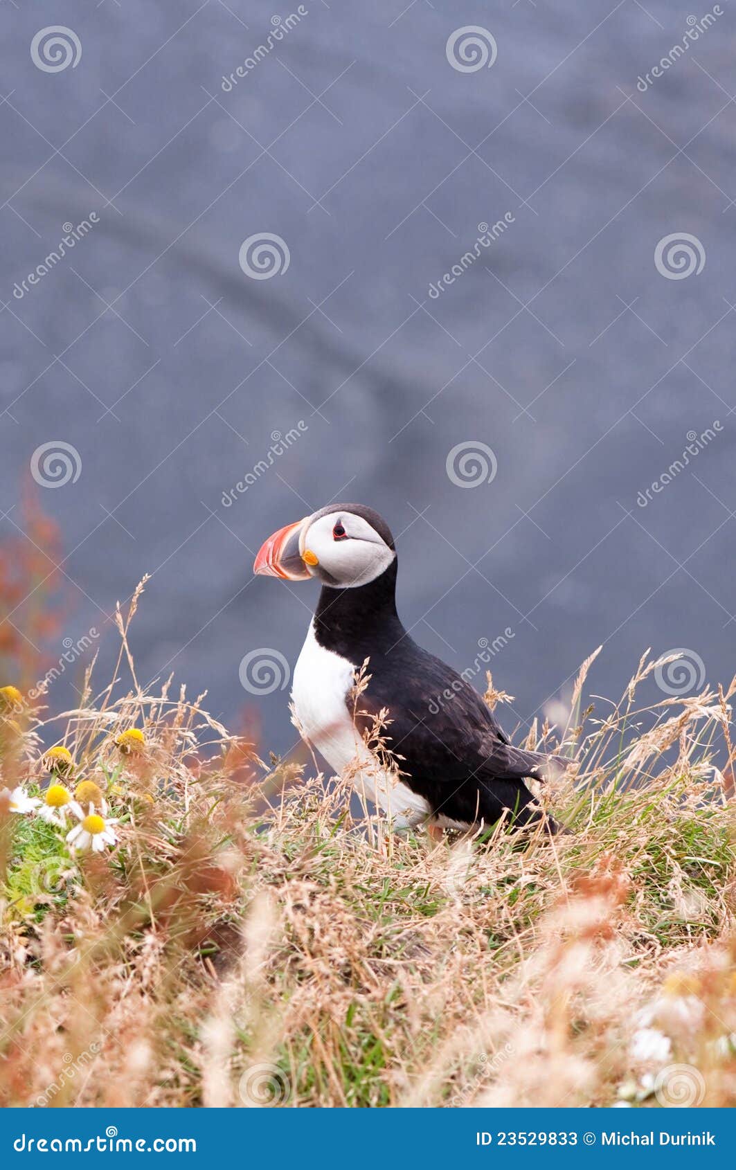 Puffin Bird - Symbol Of Iceland Stock Image - Image of iceland, grass ...