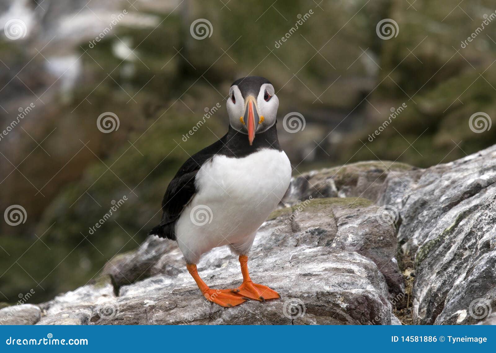 Puffin during the Breeding Season Stock Photo - Image of white, nesting ...