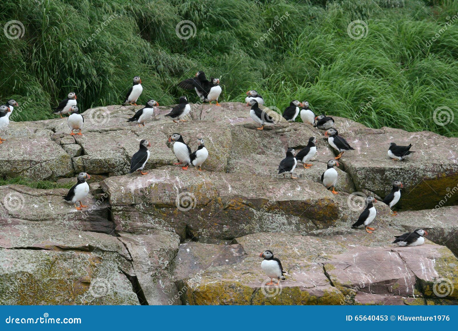 Puffin stock image. Image of ciconiiformes, flock, beak - 65640453