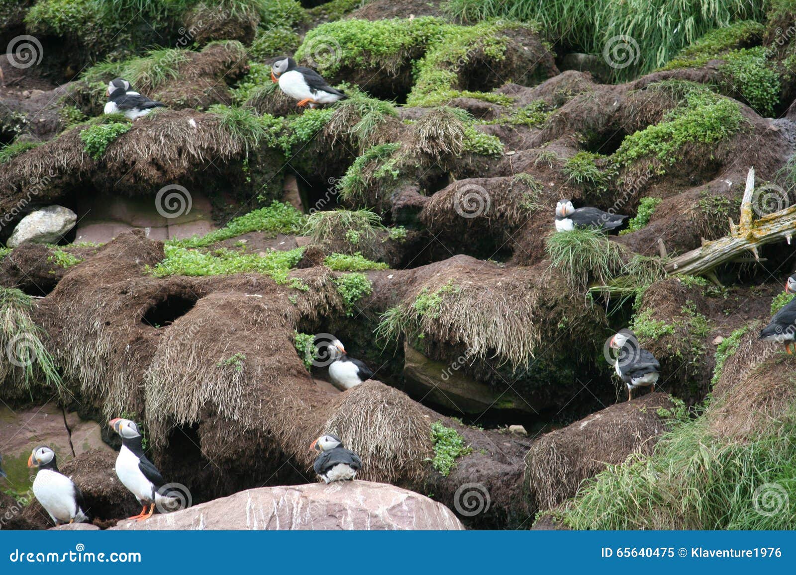Puffin stock image. Image of flock, black, moss, shrub - 65640475