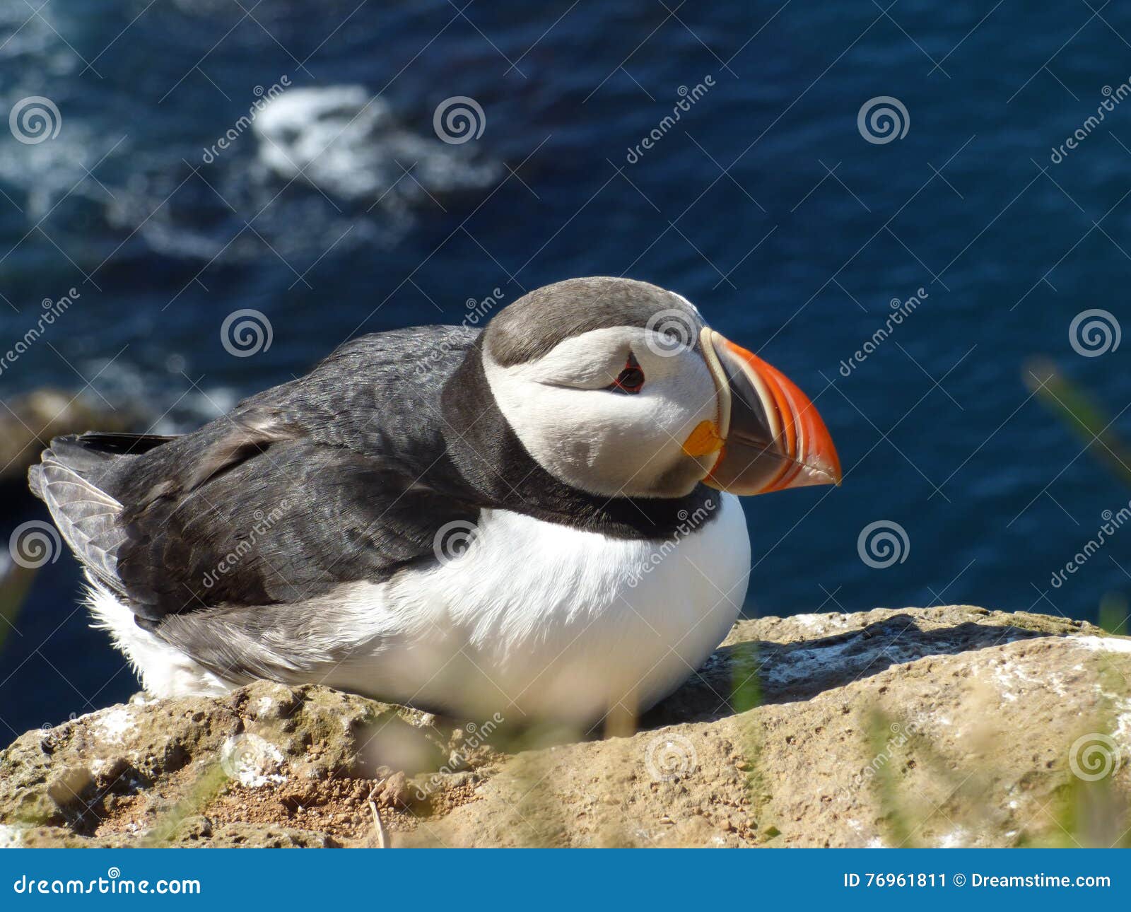 Puffin on the cliff stock image. Image of iceland, wildlife - 76961811