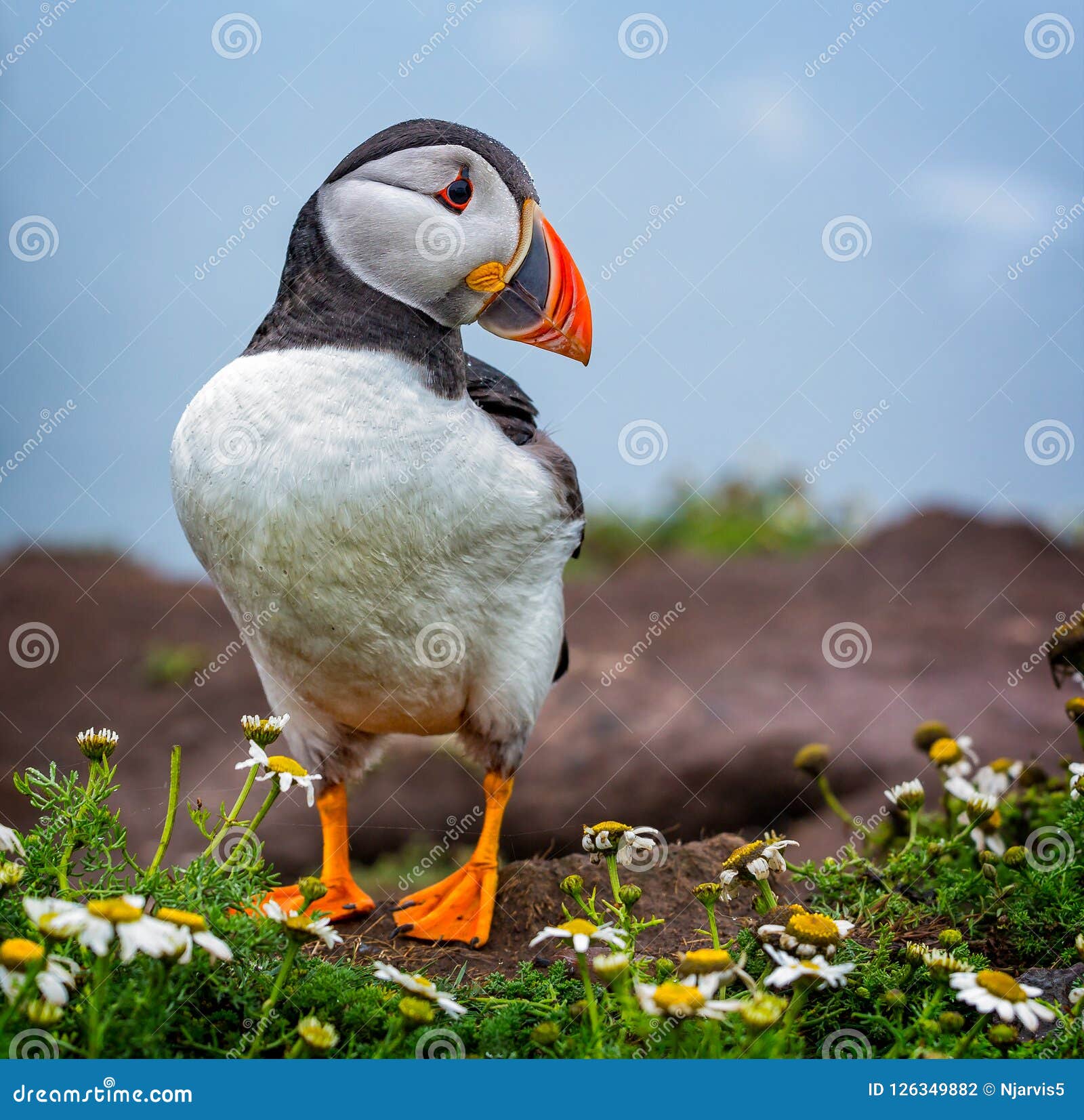 Puffin in close up stock photo. Image of seabird, bird - 126349882