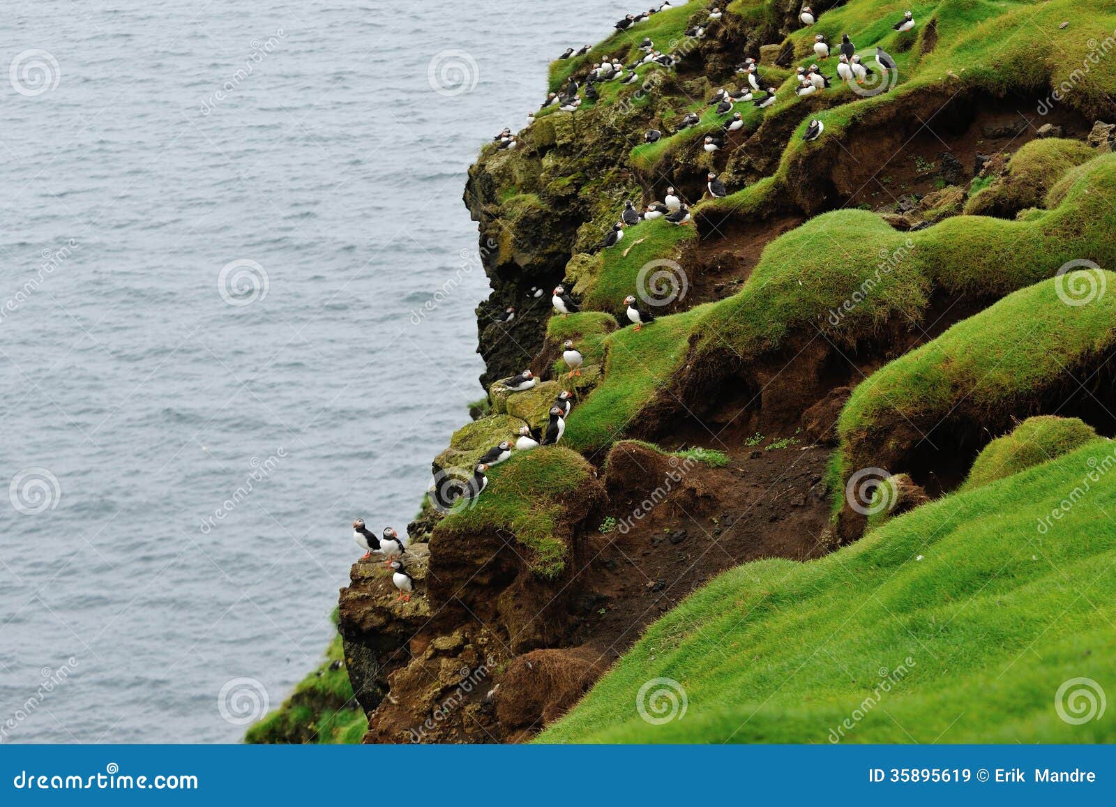 Puffin colony on the hill stock image. Image of arctica - 35895619