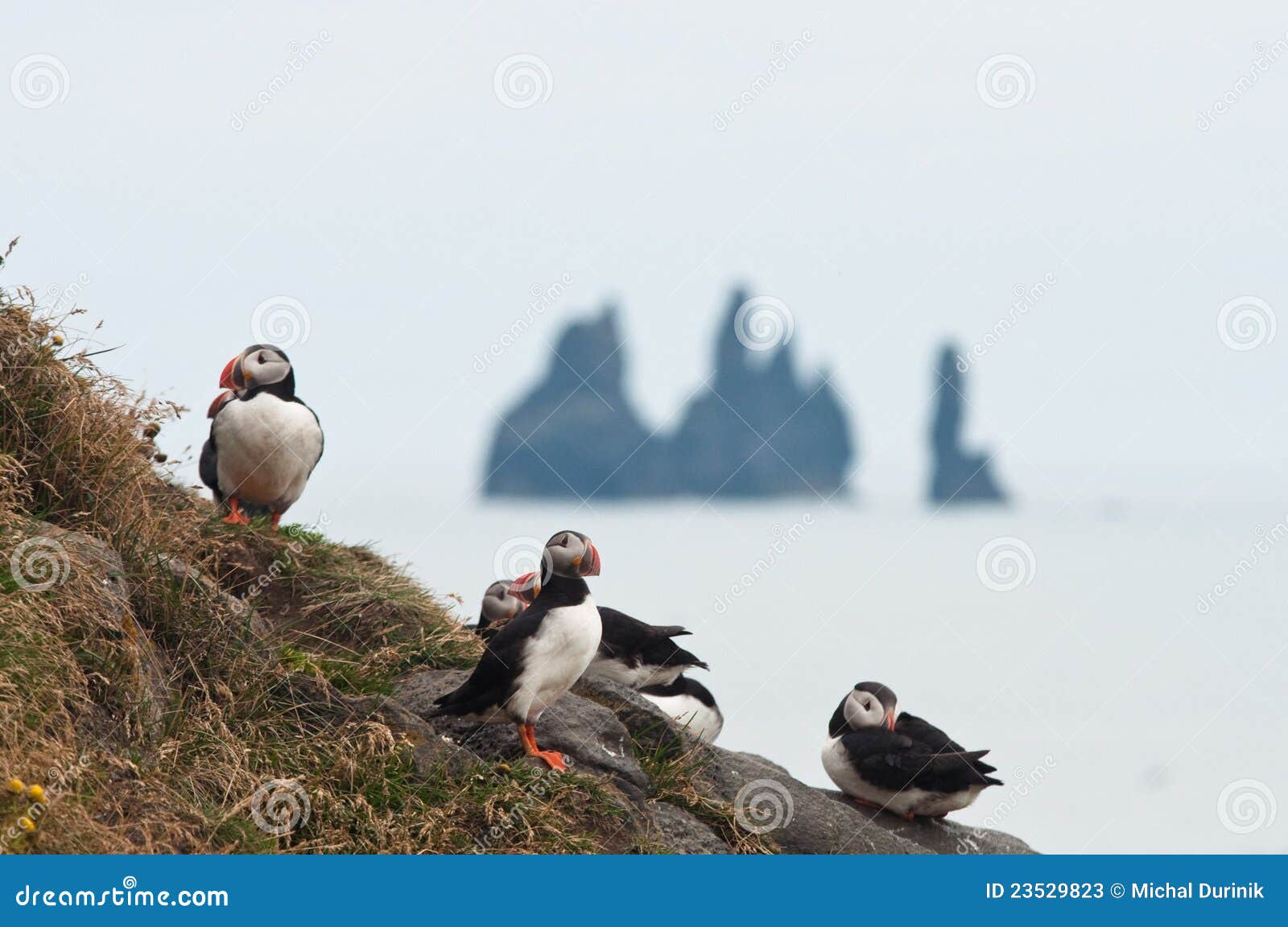 Puffin colony in Iceland stock image. Image of orange - 23529823