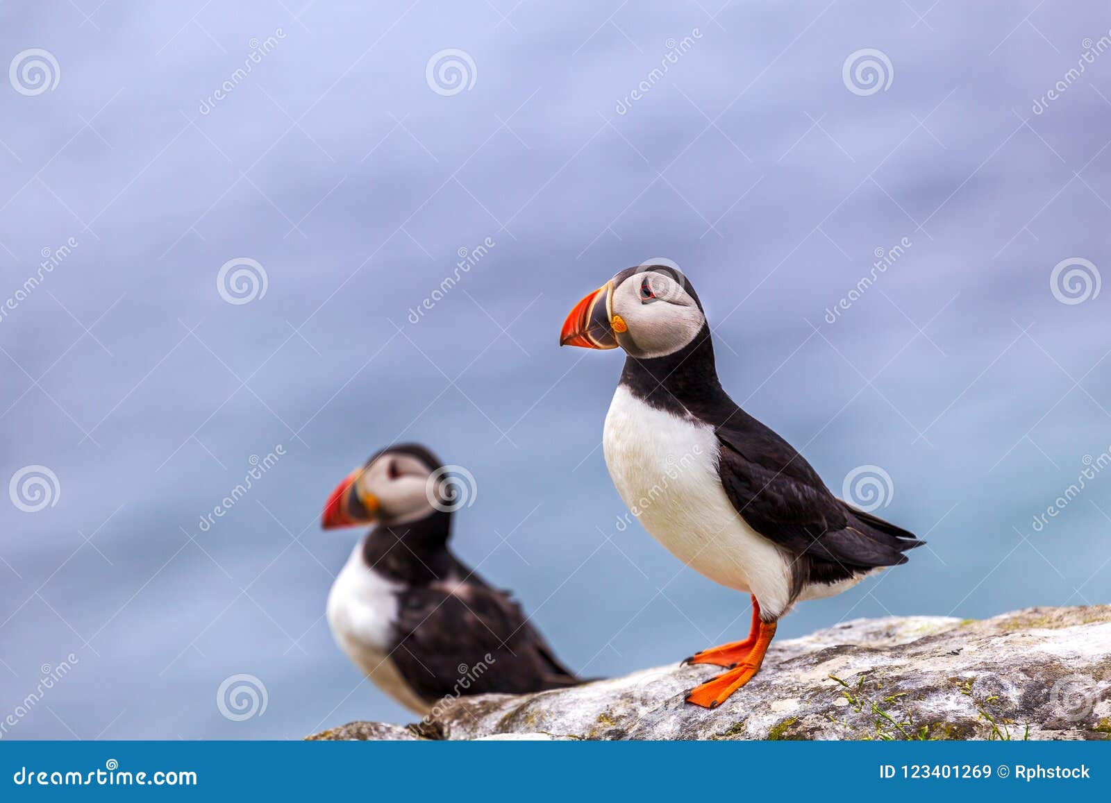 Puffins on Lunga Island stock image. Image of britian - 123401269