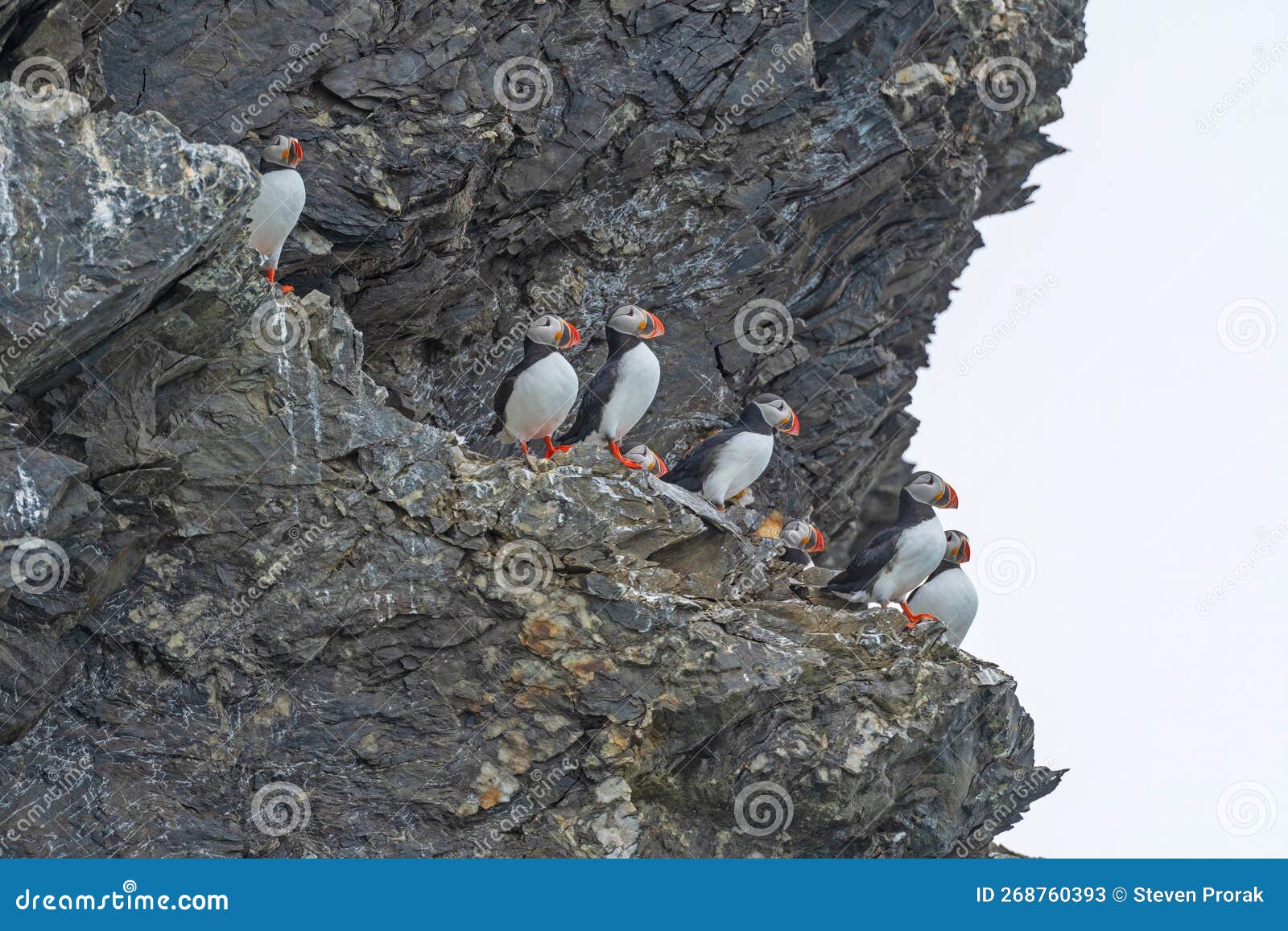 Puffin Colony Perched on a High Cliff Stock Image - Image of fjortende ...