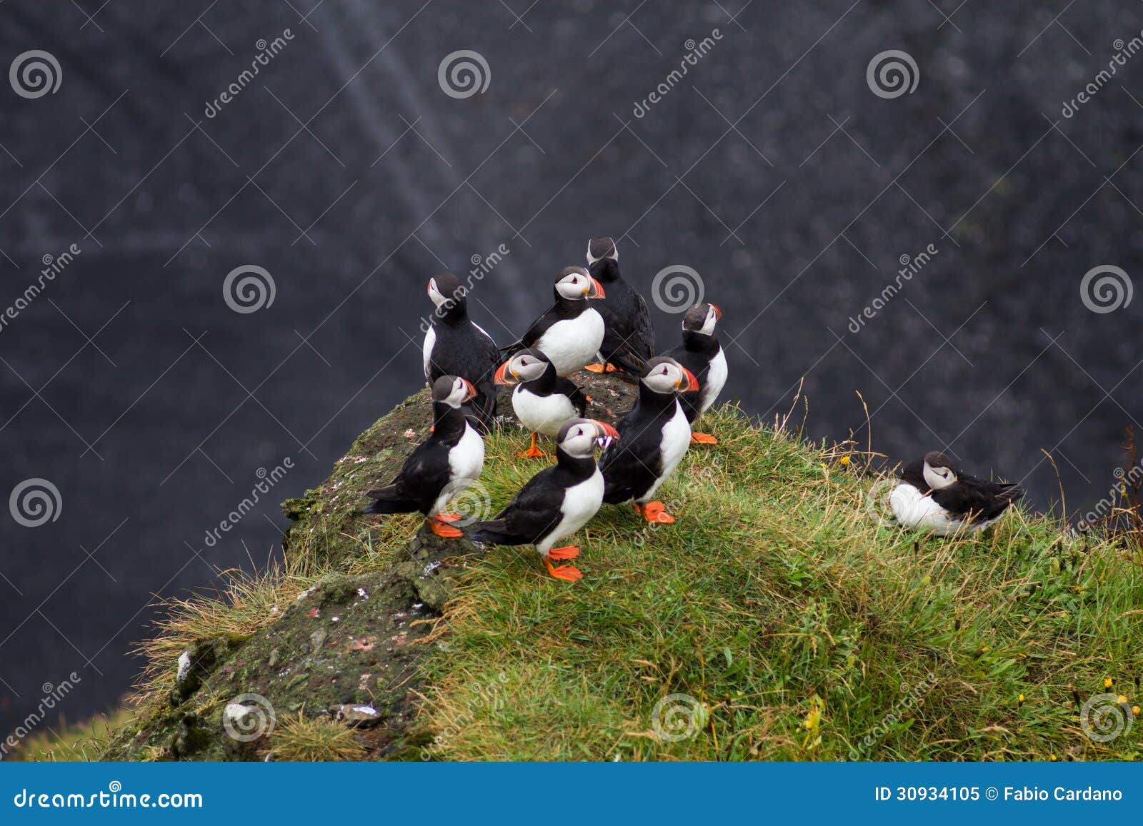 Puffin colony stock image. Image of ocean, wild, wildlife - 30934105