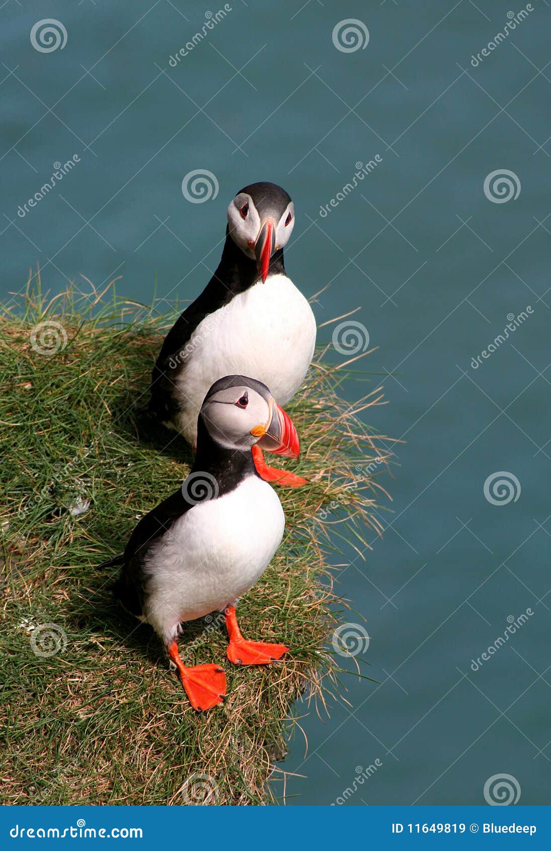 Puffin couple stock image. Image of orange, atlantic - 11649819