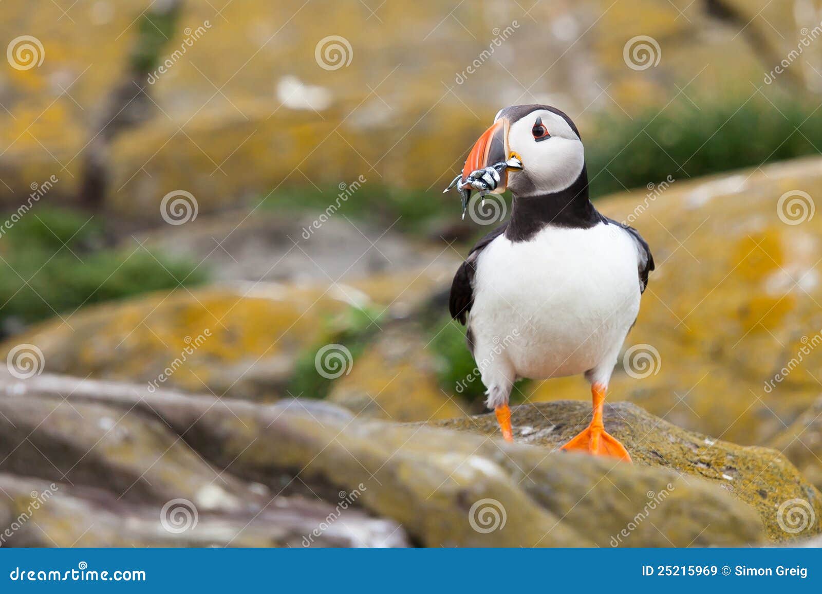 Puffin Eating Fish stock image. Image of islands, northumberland - 25215969