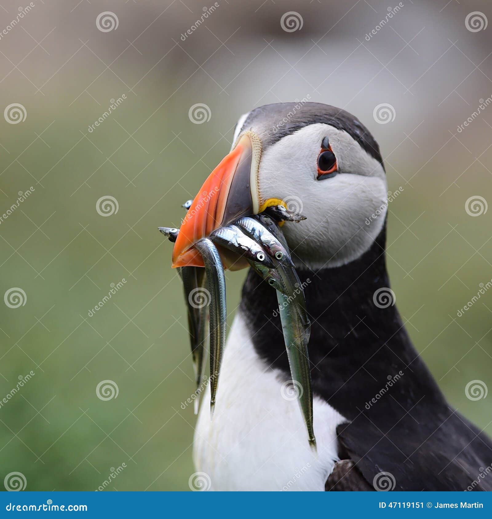 Puffin stock image. Image of fish, orange, eeels, puffin - 47119151