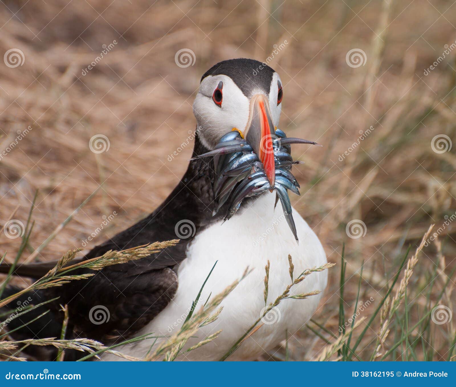 Puffin feeding stock image. Image of feeding, bird, islands - 38162195