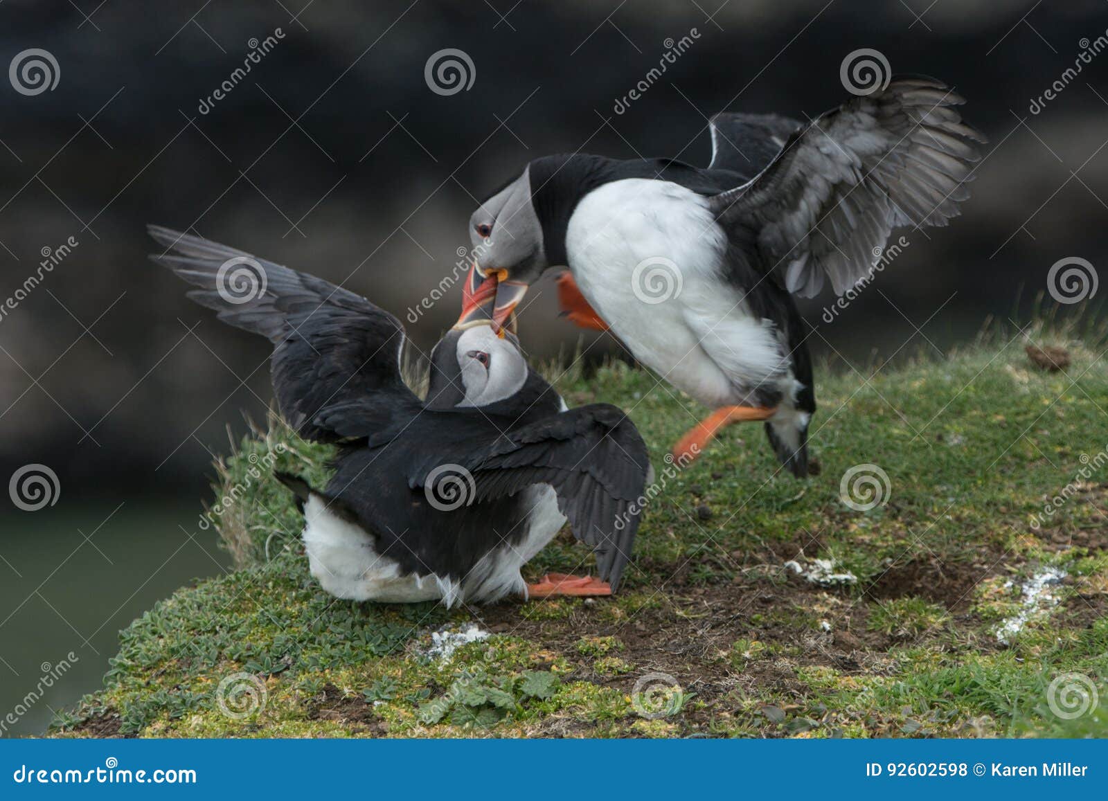 Puffin Fighting stock photo. Image of outdoors, isle - 92602598