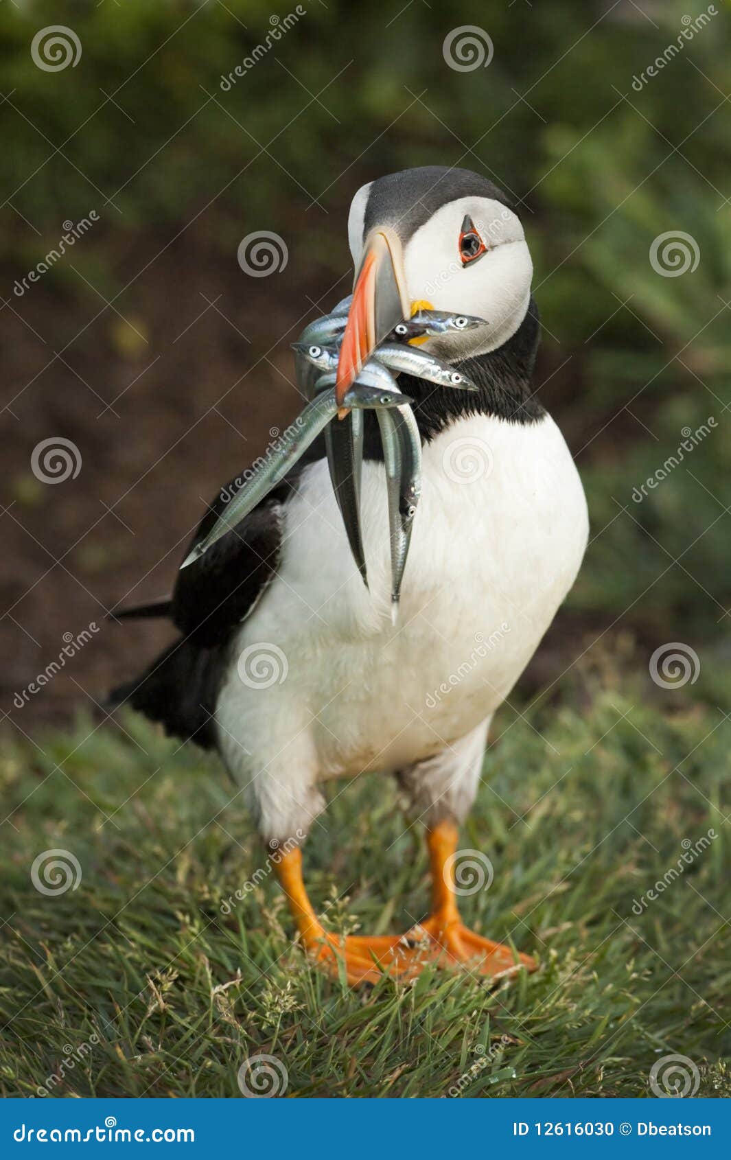 Red Puffin Fish Albino In The Aquarium Royalty-Free Stock Photo ...