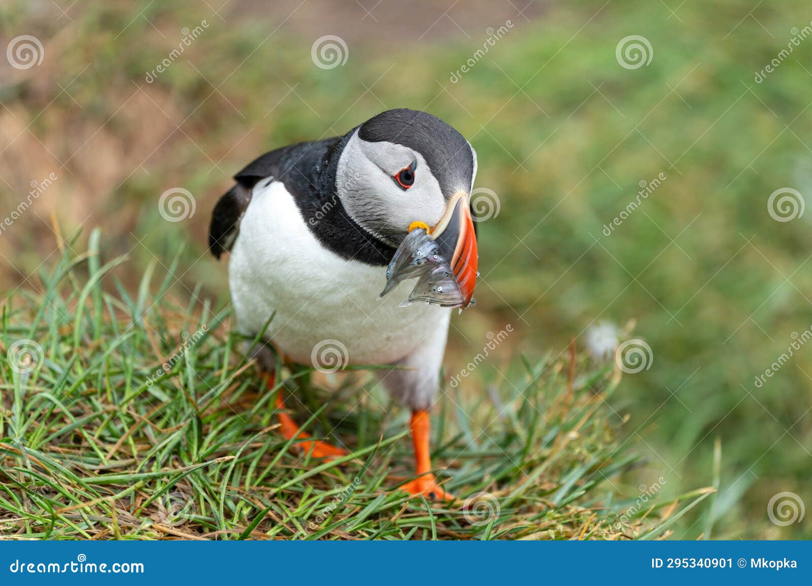 Puffin with Fish in His Mouth, Eating. Iceland Stock Image - Image of ...