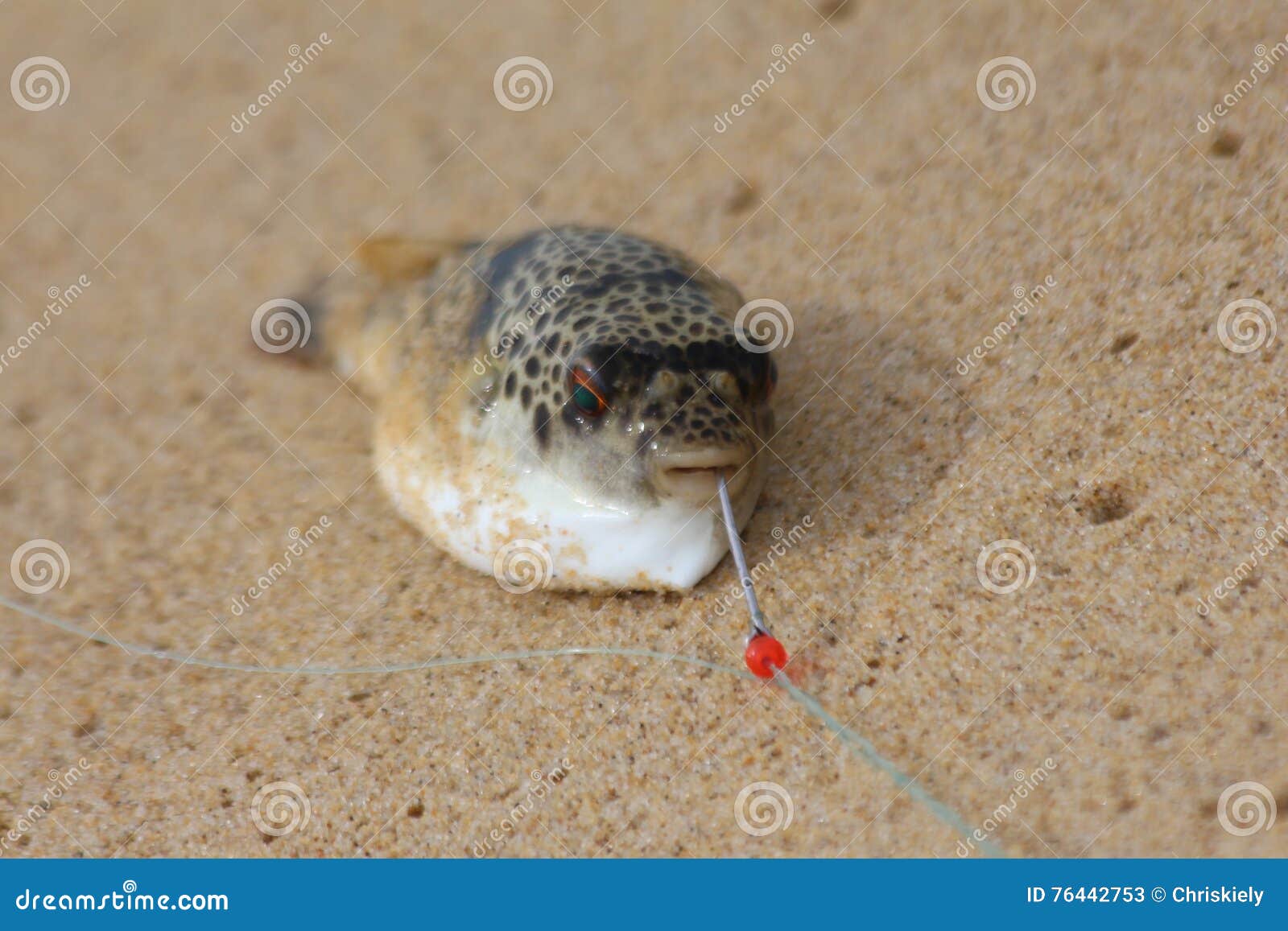 Red Puffin Fish Albino In The Aquarium Royalty-Free Stock Photo ...
