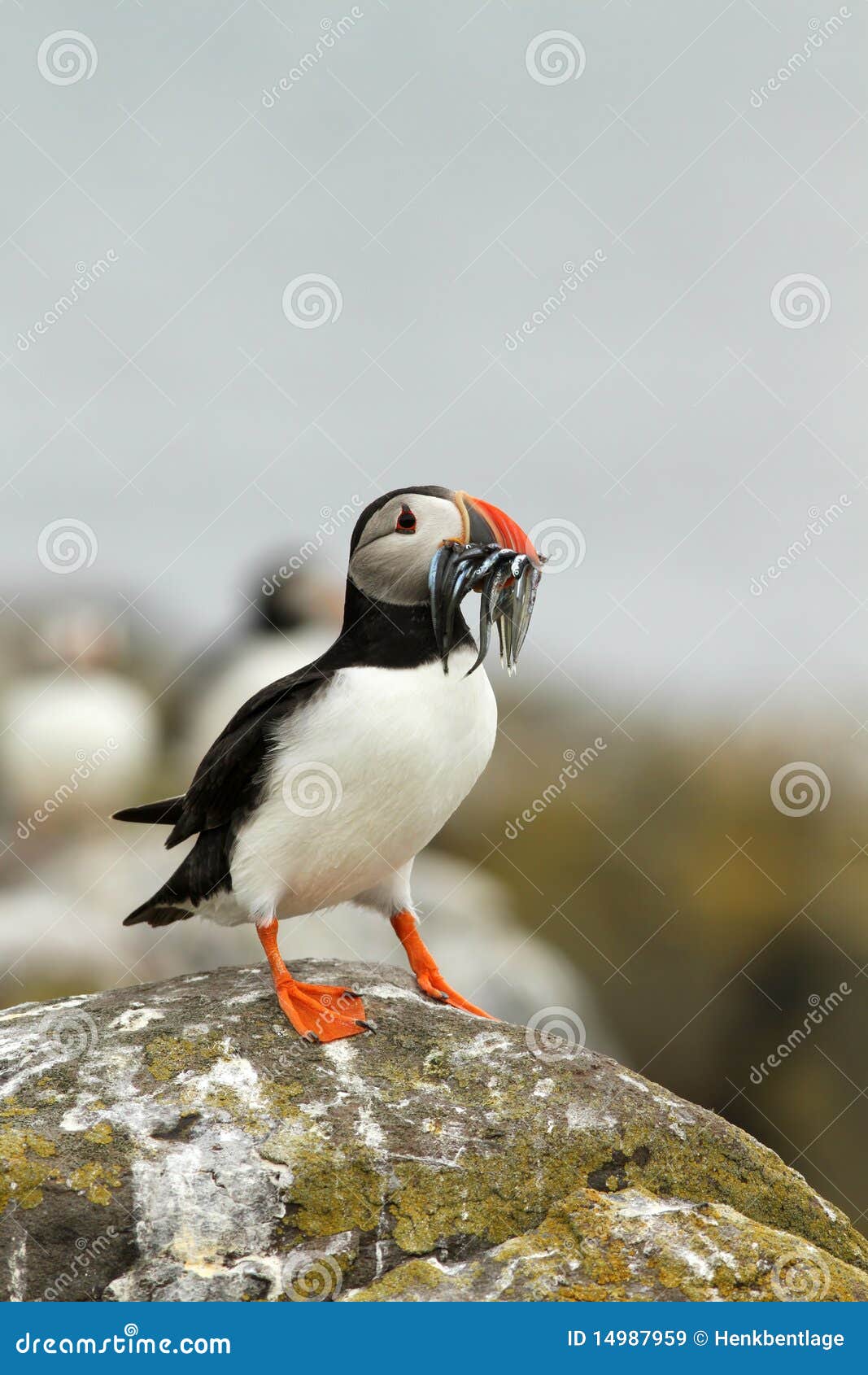 Red Puffin Fish Albino In The Aquarium Royalty-Free Stock Photo ...