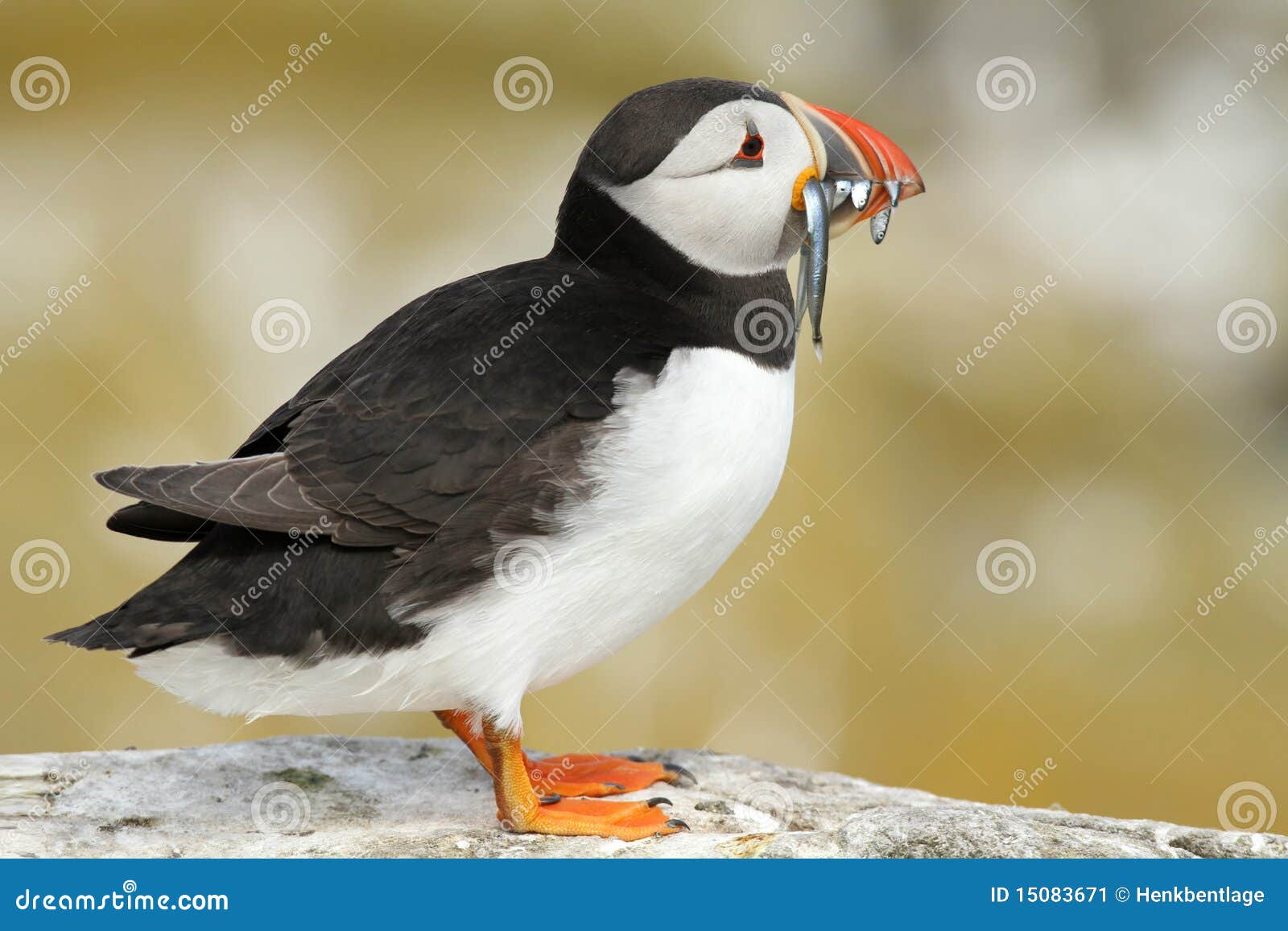 Puffin with Fish in Its Beak Stock Image - Image of bird, beak: 15083671
