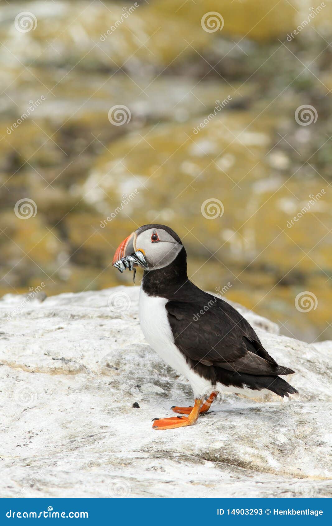 Puffin with Fish in Its Beak on a Rock Stock Image - Image of animal ...