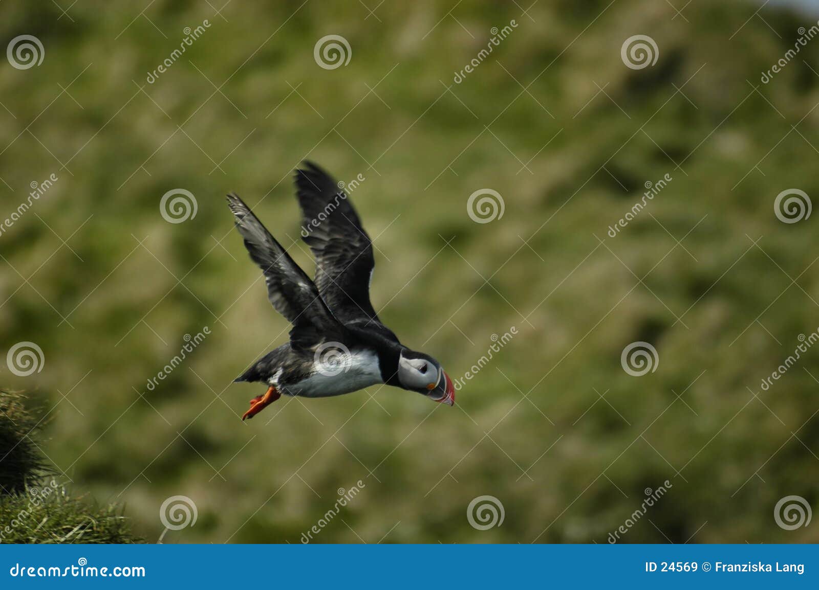 Puffin in Flight stock image. Image of flight, seas, oceans - 24569