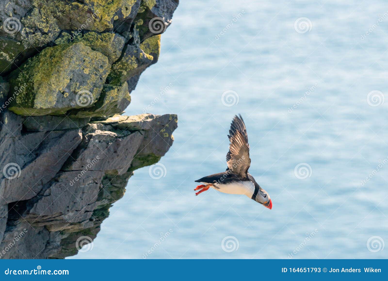 A Puffin in Flight from Latrabjarg Bird Cliffs in the Western Part of ... A Puffin in Flight from Latrabjarg Bird Cliffs in the Western Part of ...