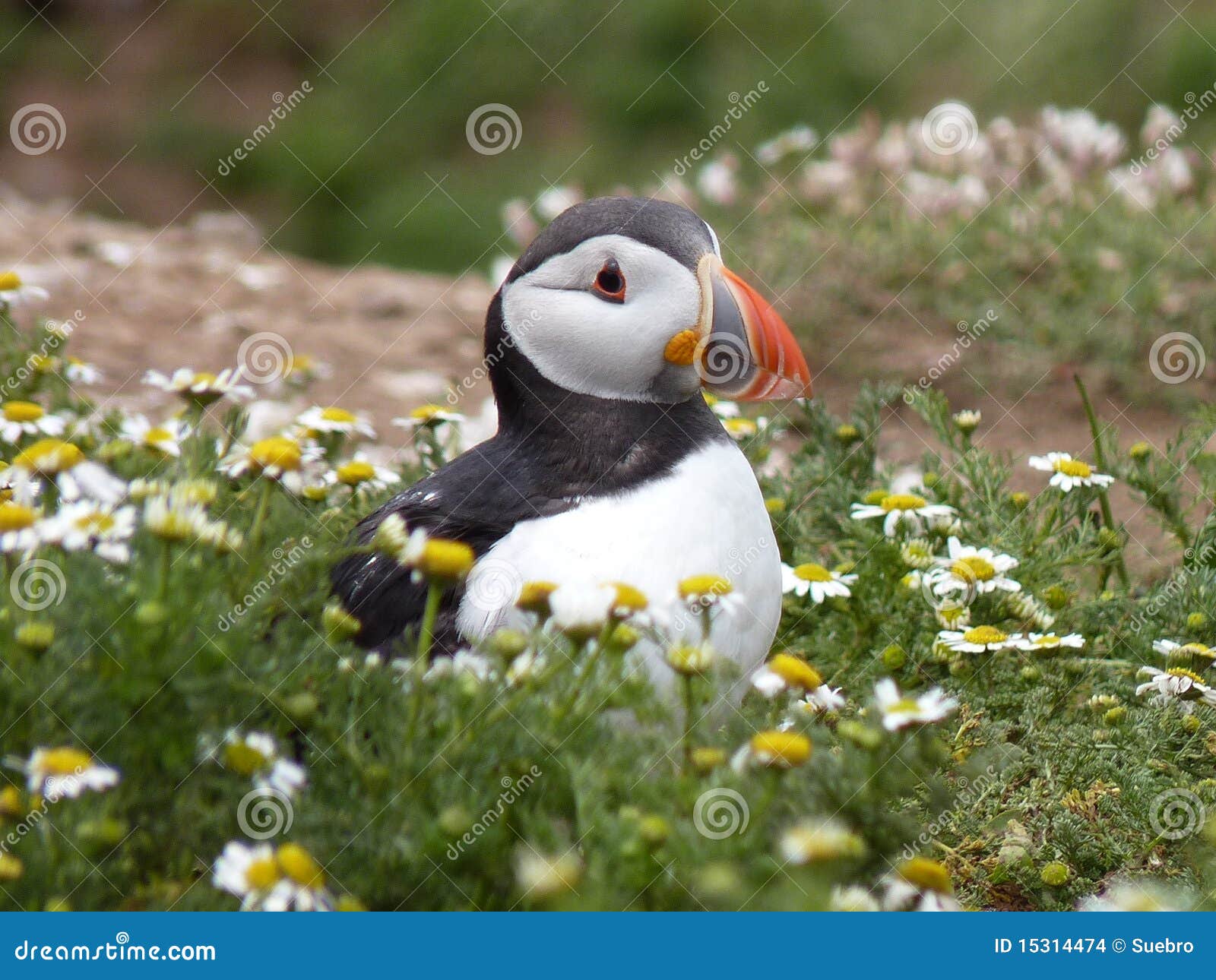 Puffin in flowers stock photo. Image of pembrokeshire - 15314474