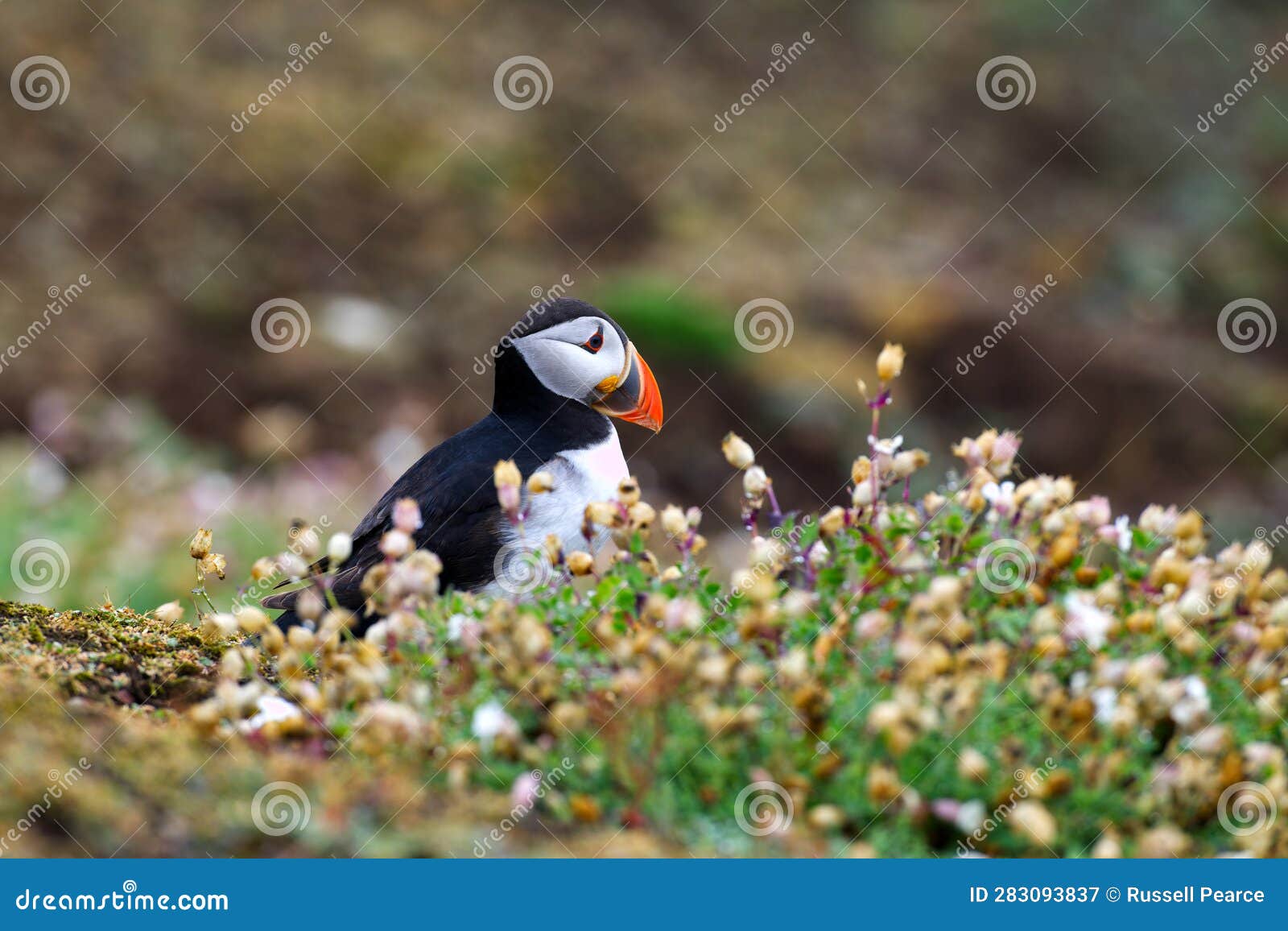 Puffin in Flowers stock image. Image of maritime, animal - 283093837
