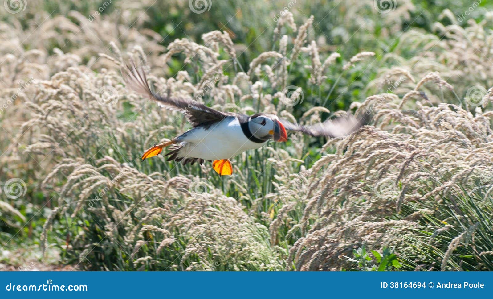 Puffin flying stock photo. Image of seabird, rocks, cliffs - 38164694