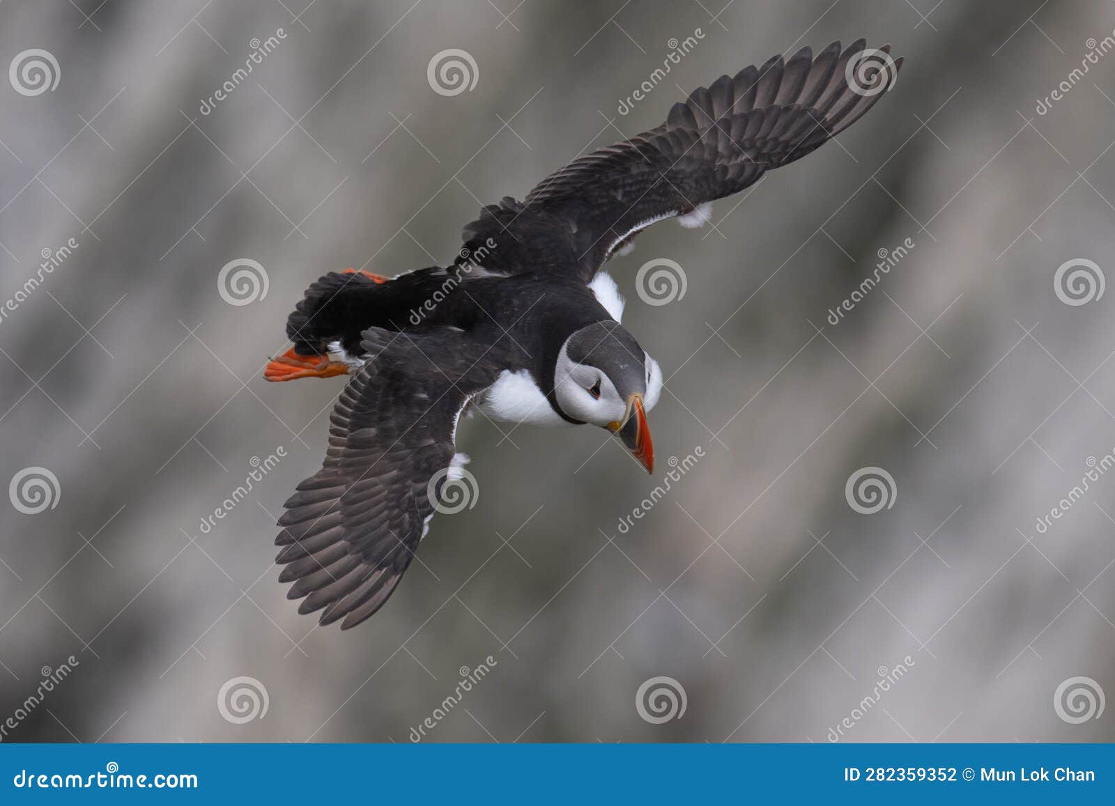 Puffin Flying Down To the Sea at Bempton Cliff Stock Photo - Image of ...