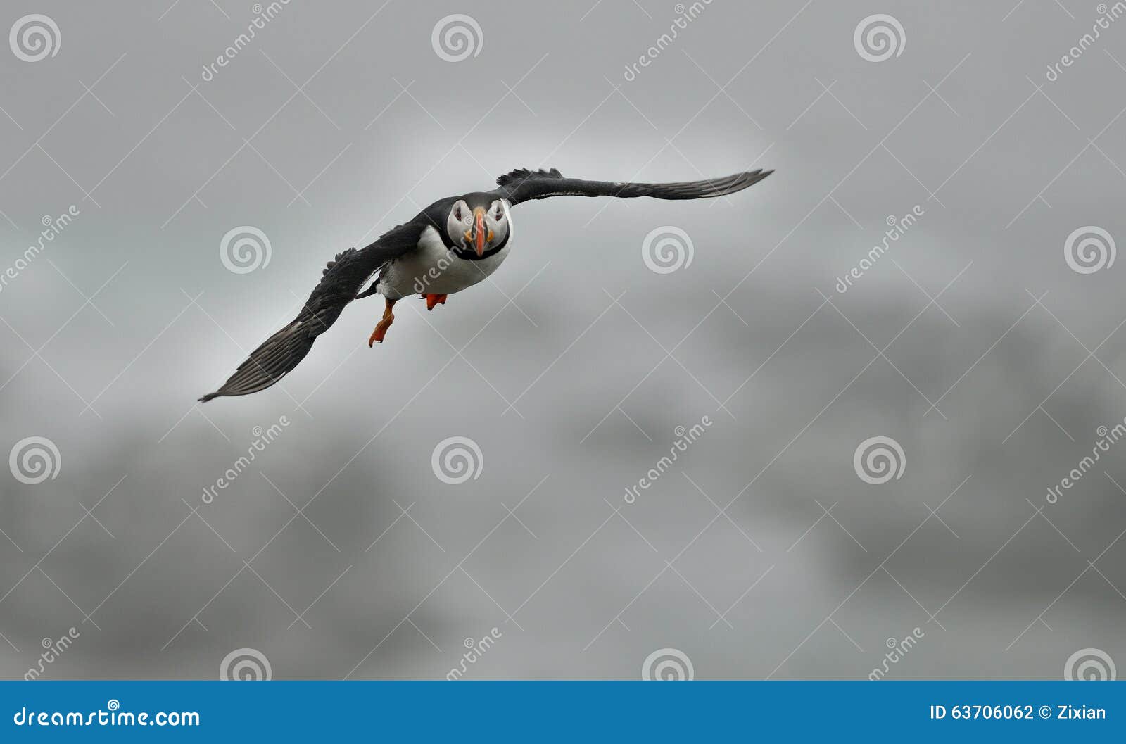 Puffin flying stock photo. Image of green, newfoundland - 63706062