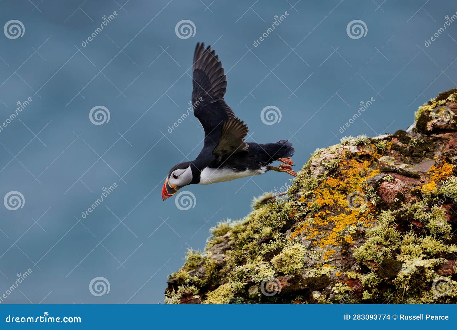 Puffin Flying from the Rocks Stock Photo - Image of arctic, beak: 283093774