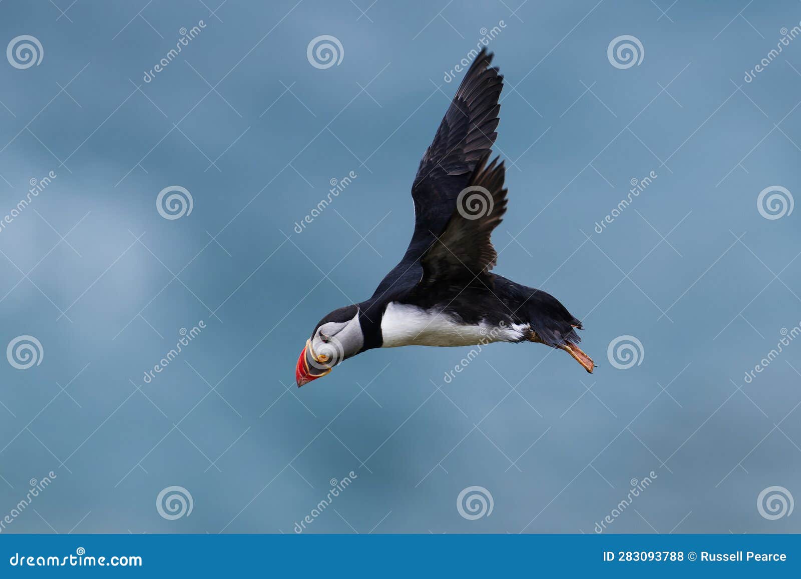 Puffin Flying stock photo. Image of seabird, standing - 283093788