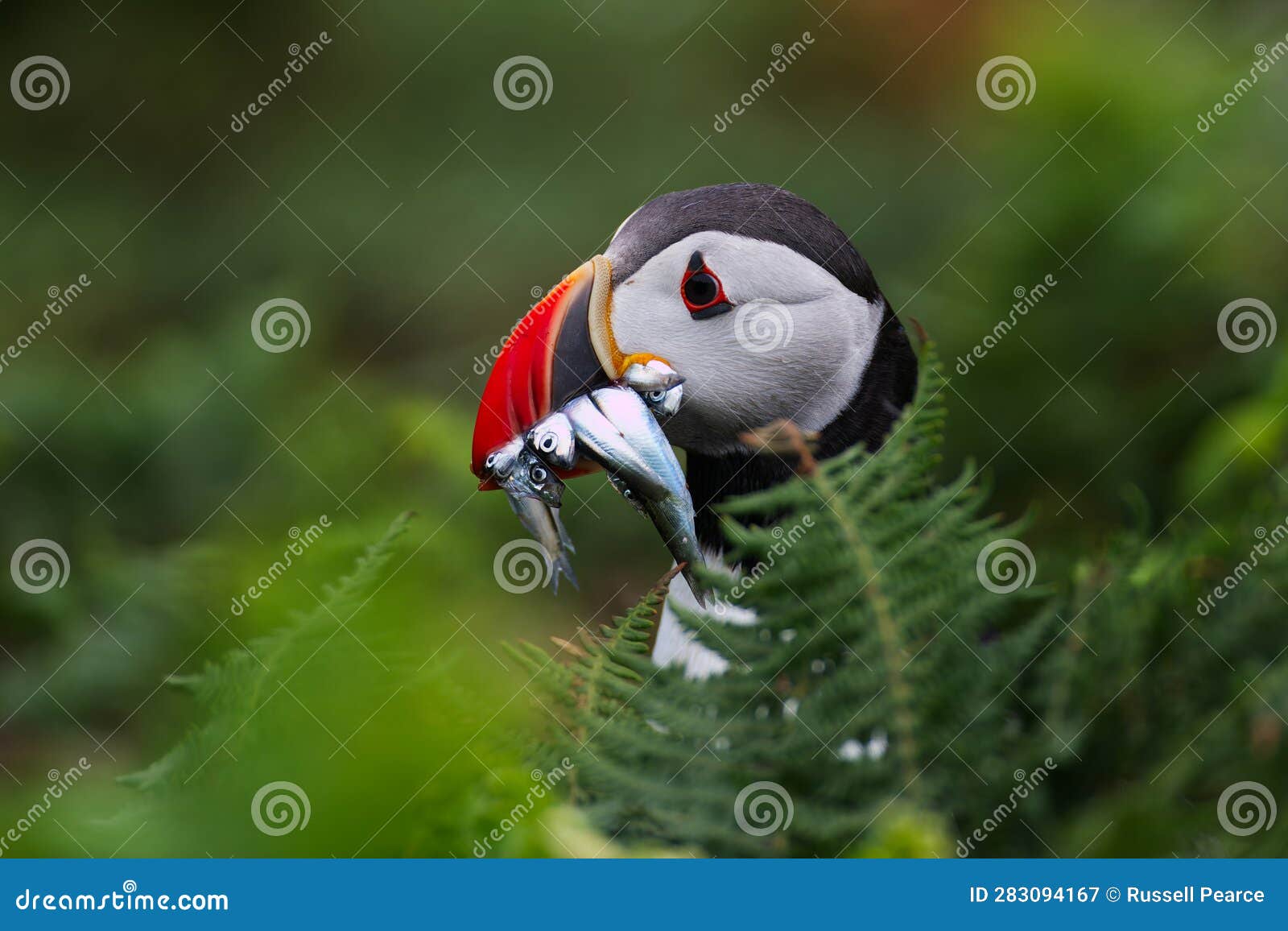 Puffin Food stock image. Image of cliff, ocean, bonding - 283094167