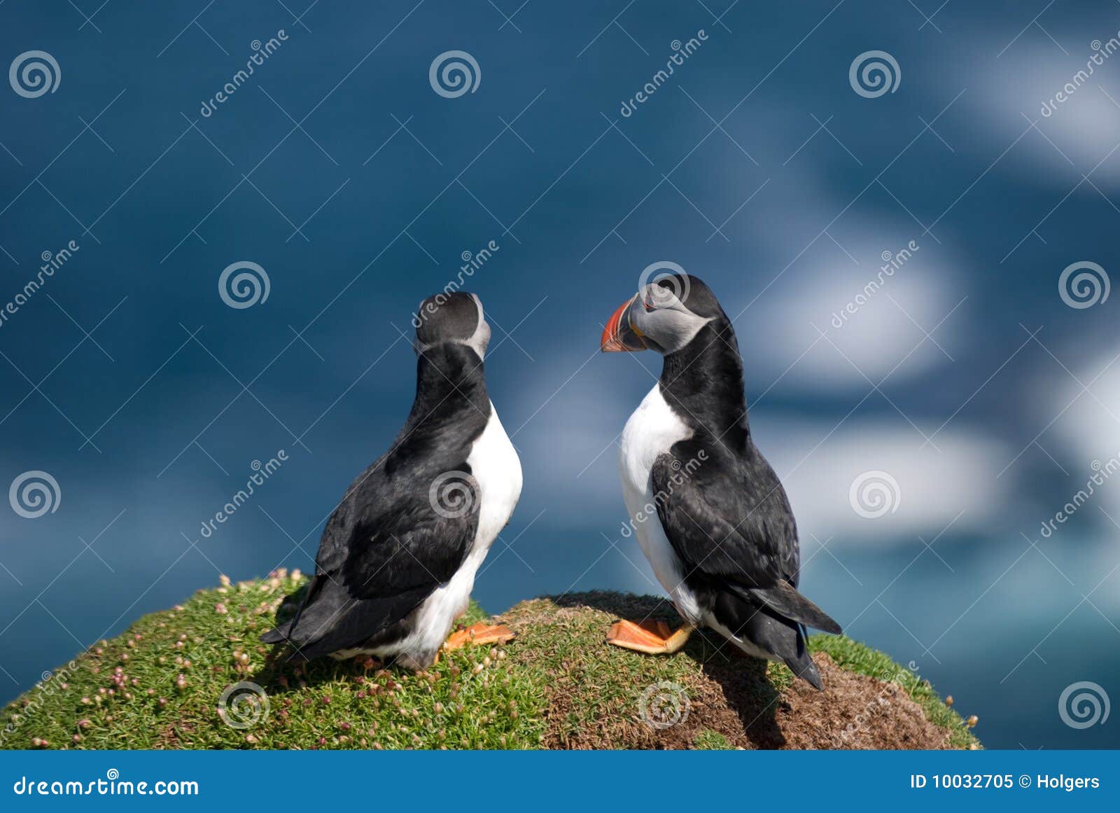 Puffin Fratercula arctica stock image. Image of nest - 10032705