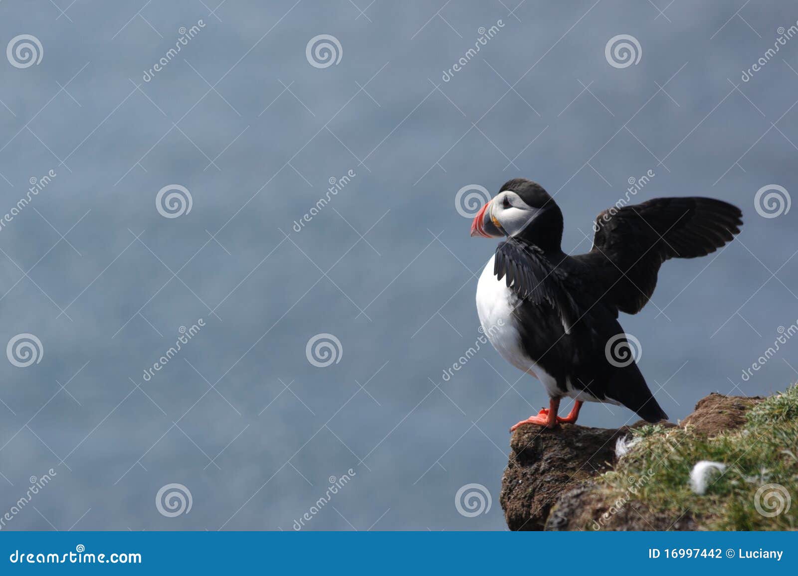 Puffin Getting Ready To Fly Stock Photo - Image of iceland, outdoors ...