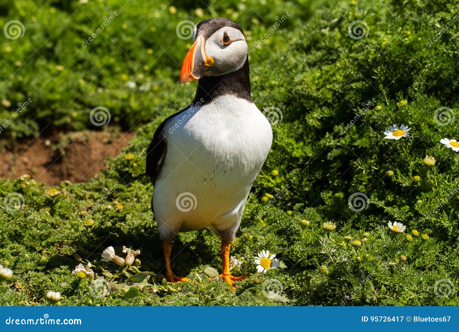 Puffin in Grass with Spring Flowers Stock Image - Image of fish, coast ...