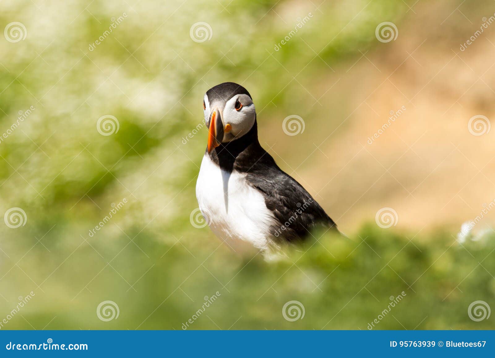 Puffin in Grass with Spring Flowers Stock Image - Image of daisy, eels ...