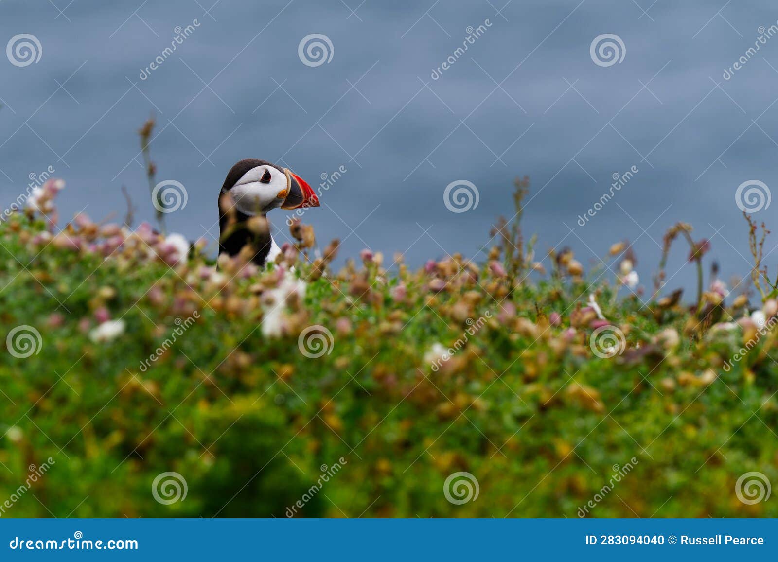 Puffin head stock photo. Image of atlantic, coast, cute - 283094040