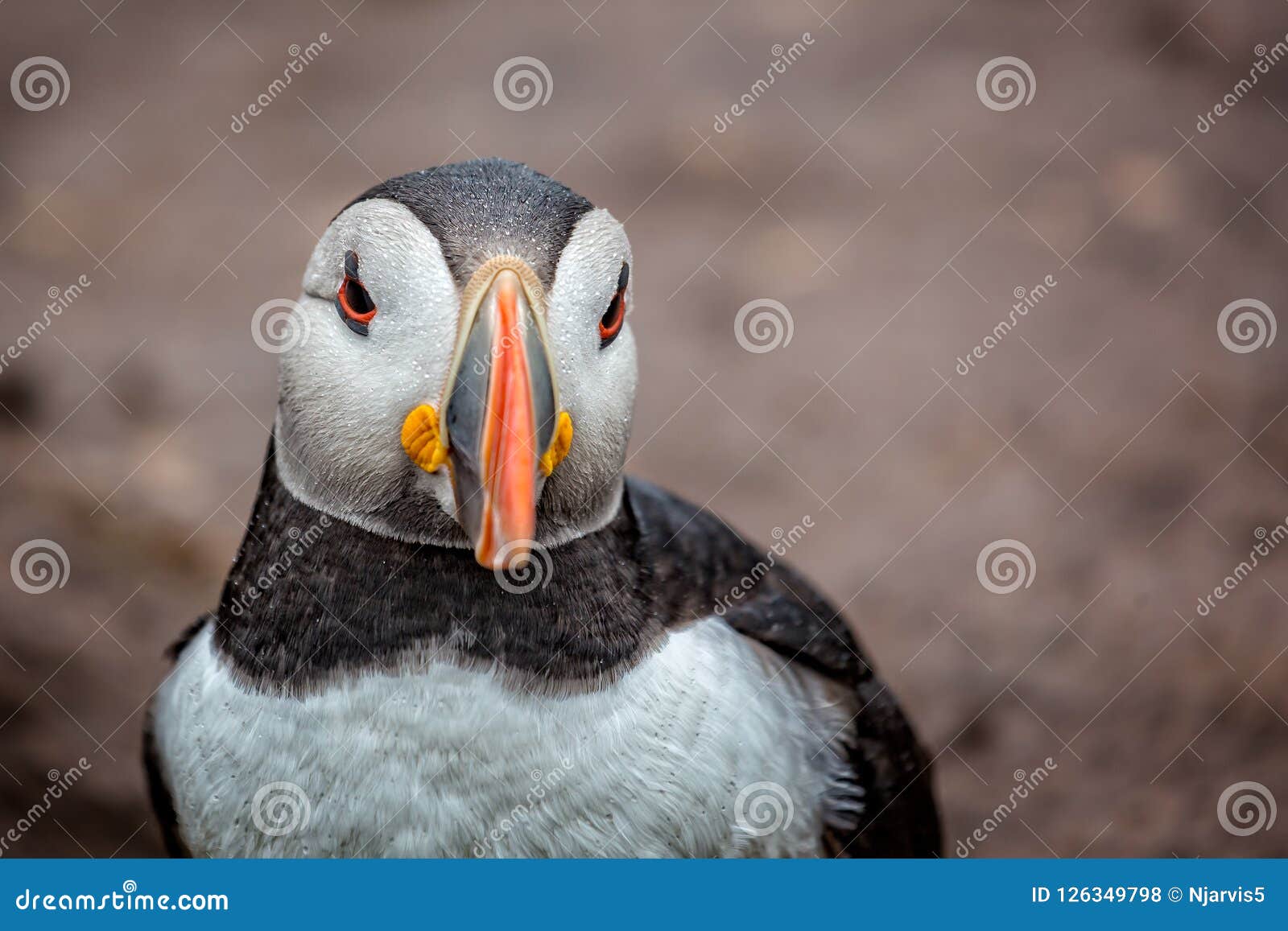 Puffin head up close stock photo. Image of head, species - 126349798
