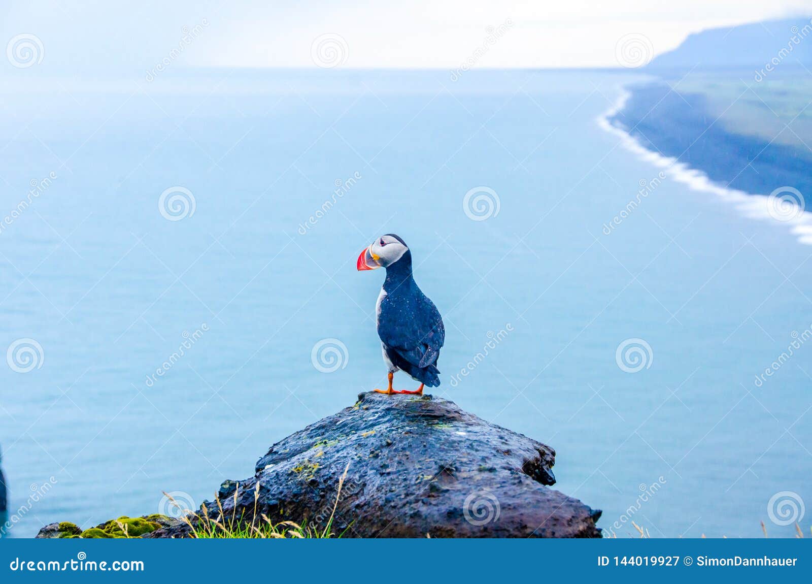 Puffin In Iceland. Seabirds On Sheer Cliffs. Birds On The Westfjord In ...