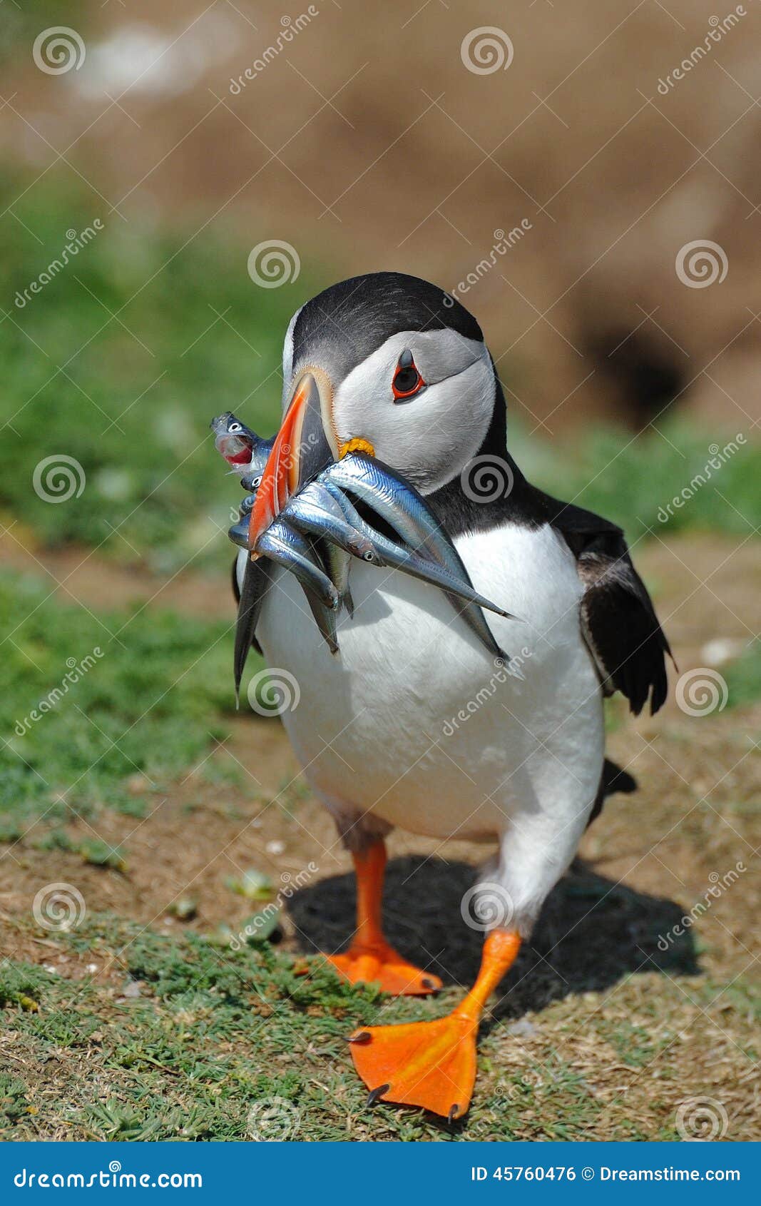Puffin with Its Catch of the Day Stock Photo - Image of island, fish ...