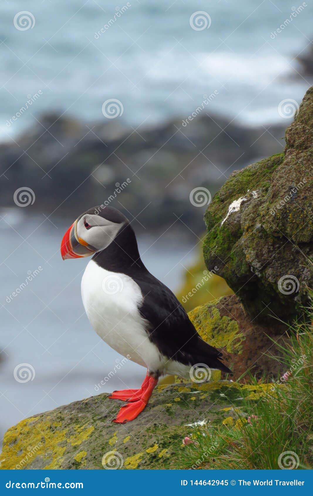 Puffin at Latrabjarg Bird Cliffs, Westfjords, Iceland Stock Image ...