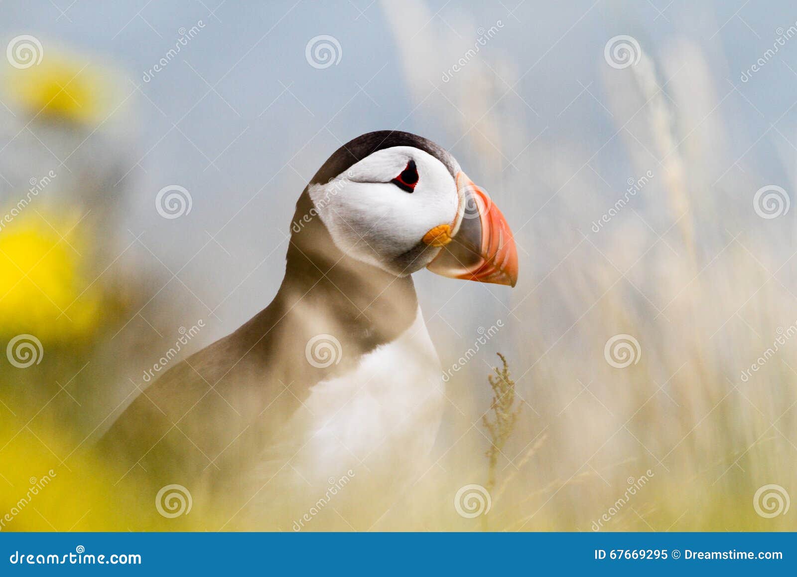 Puffin, Little Cute And Colorful Bird, Side Face Picture Of A Bird ...