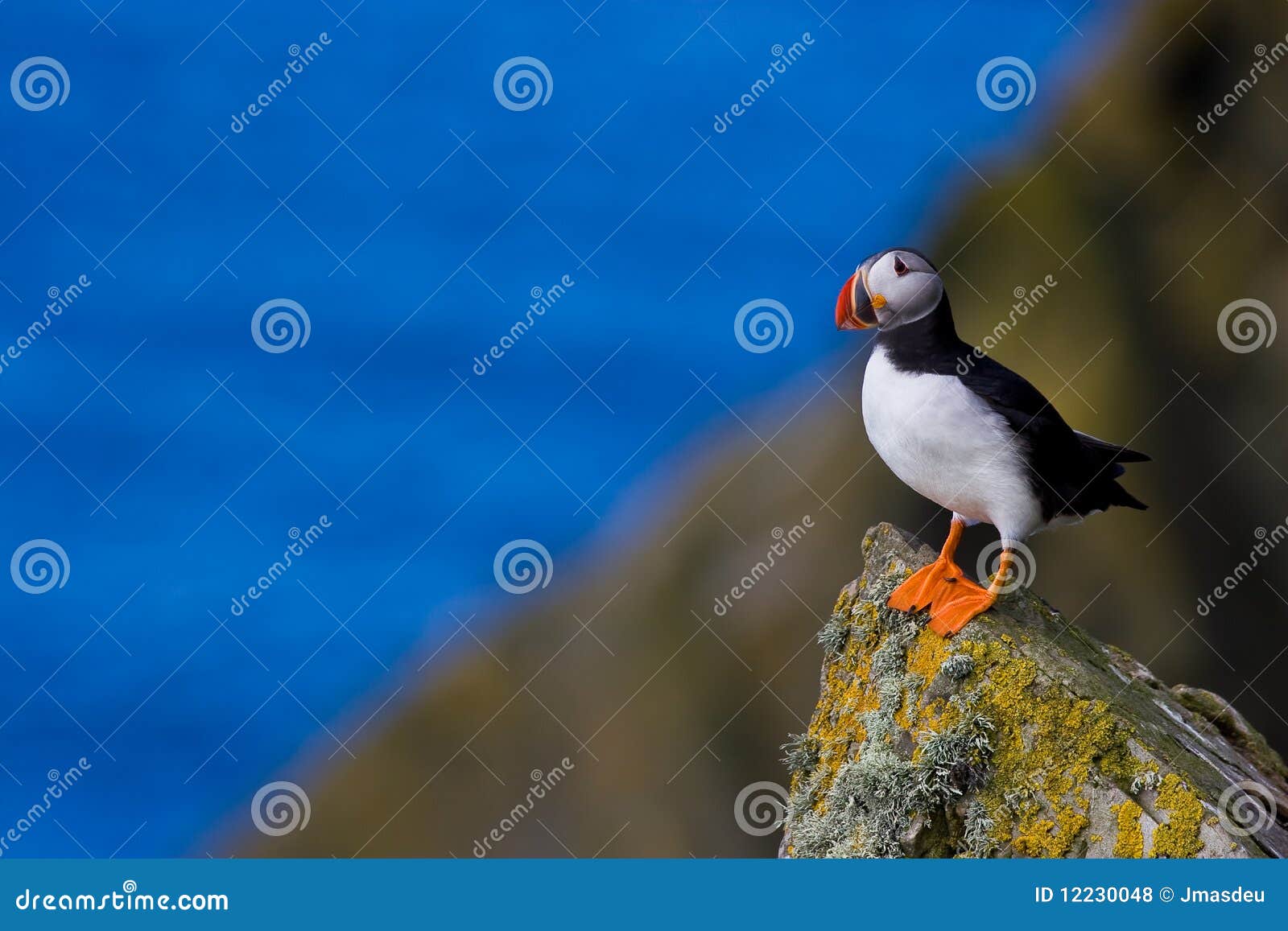 Puffin looking at sea stock photo. Image of serene, lines - 12230048