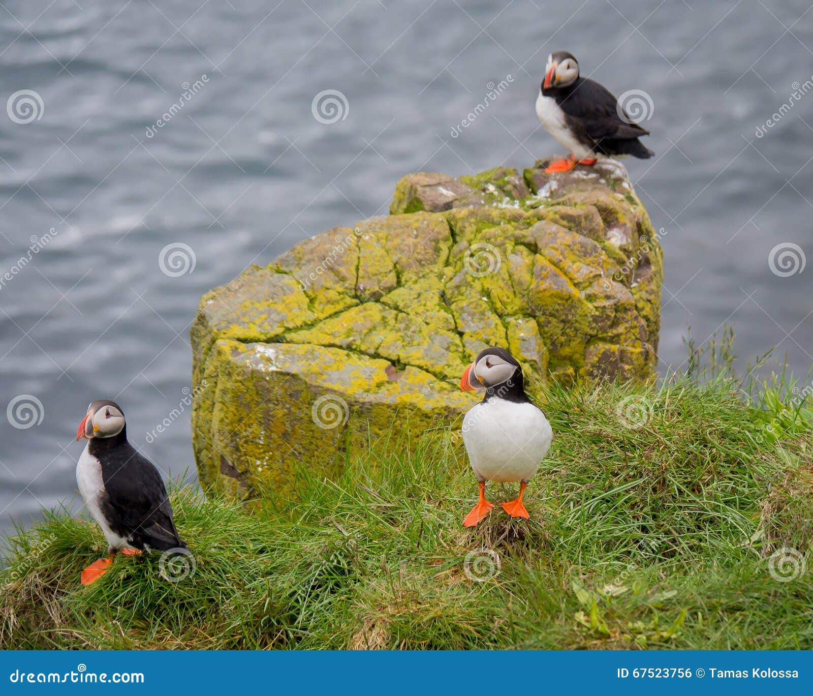 Puffin (Lunda) stock photo. Image of lunda, island, fish - 67523756