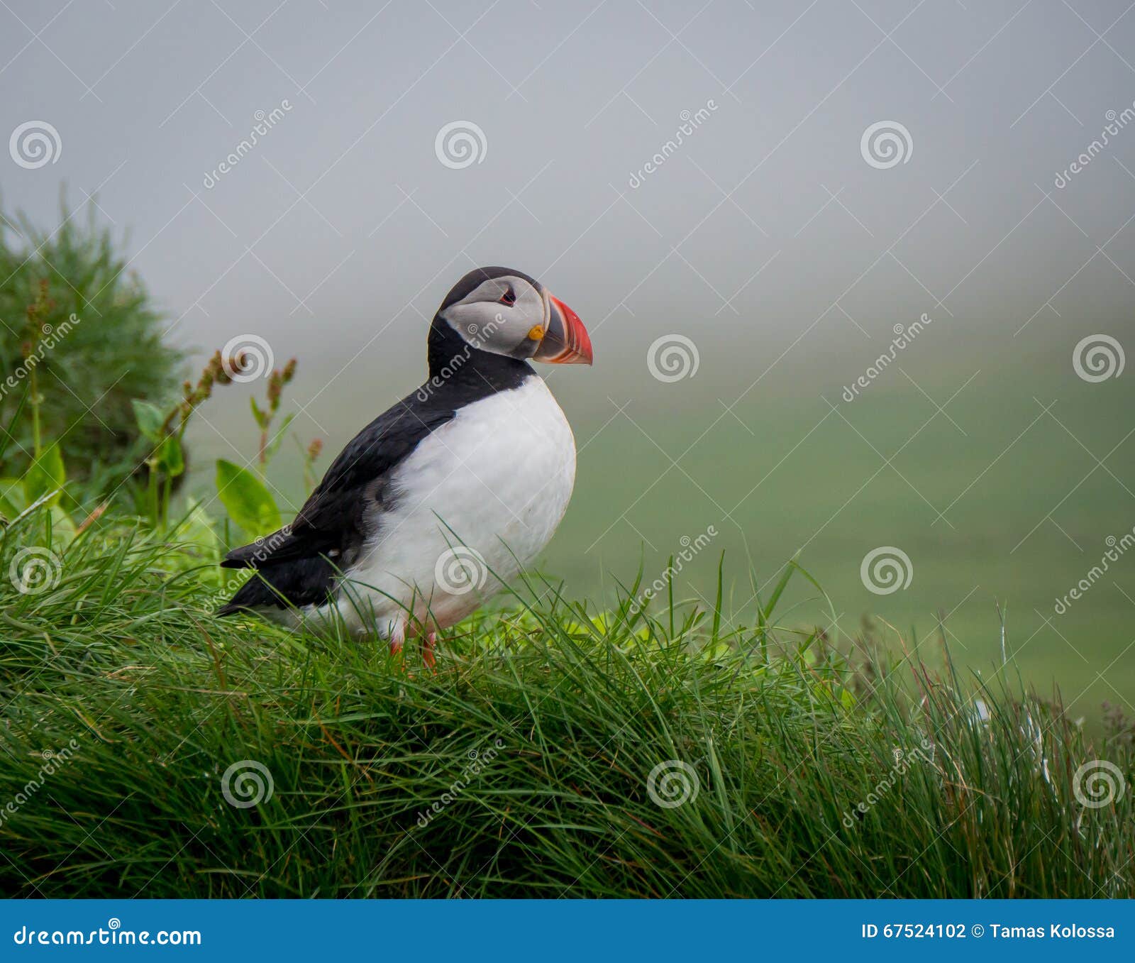 Puffin (Lunda) stock photo. Image of beak, fauna, atlantic - 67524102
