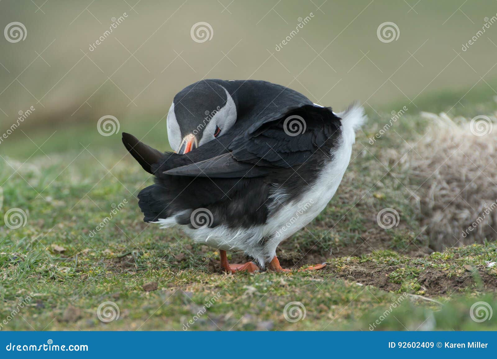 Puffin Lunga Fratercula Arctica Stock Image - Image of treshnish ...