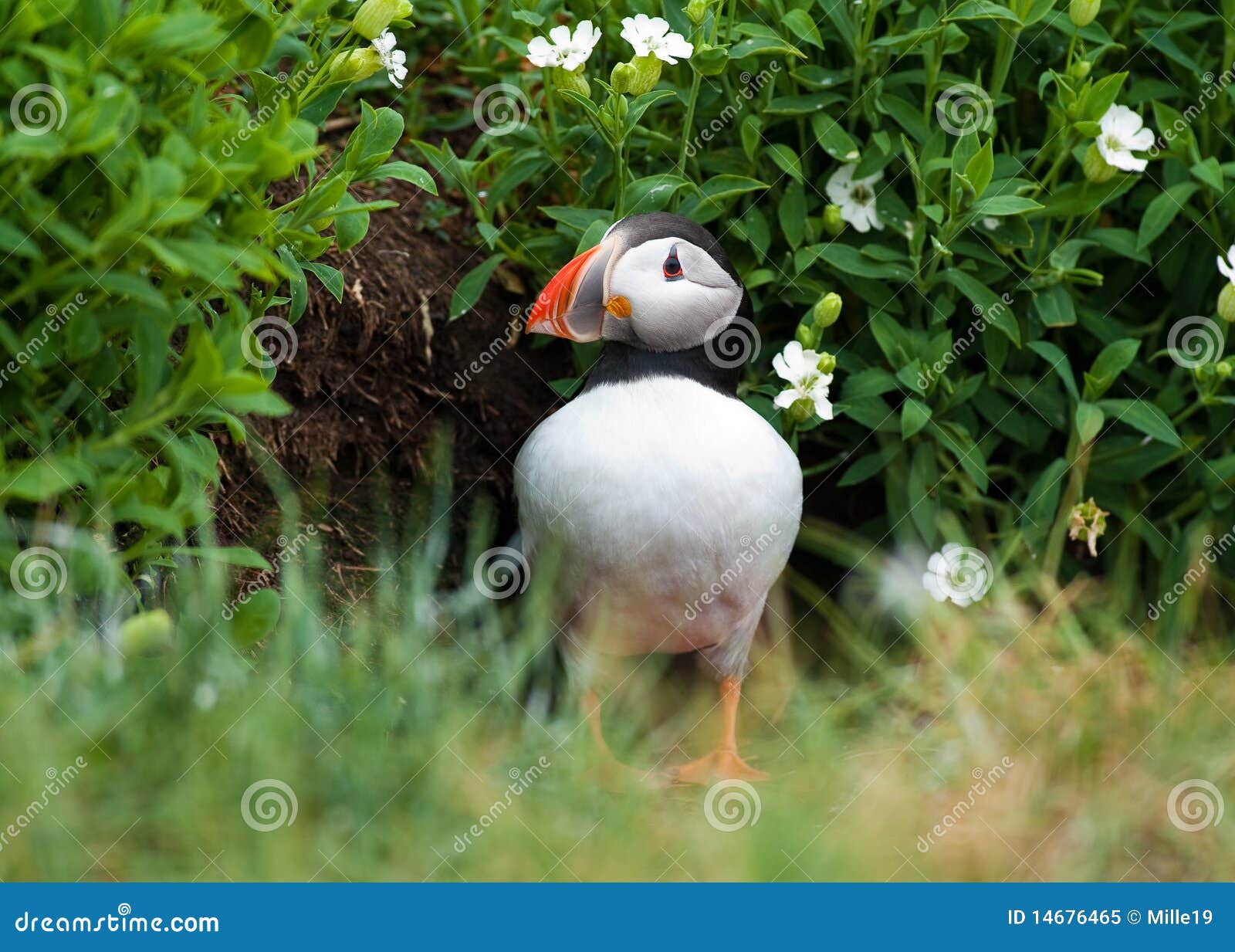Puffin near burrow stock image. Image of atlantic, fratercula - 14676465