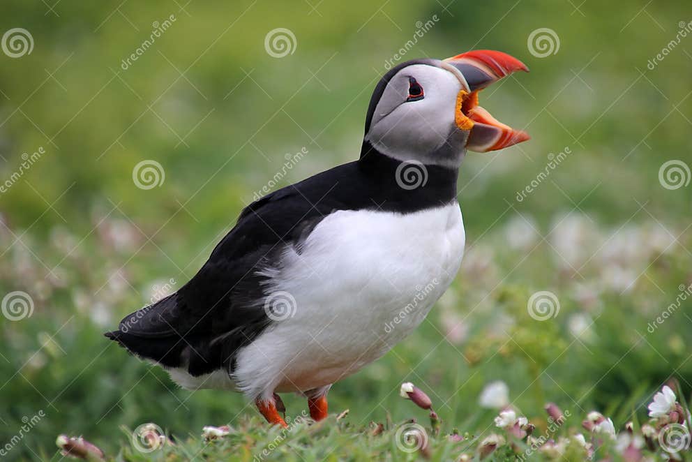 Puffin stock image. Image of countryside, color, nature - 97982347