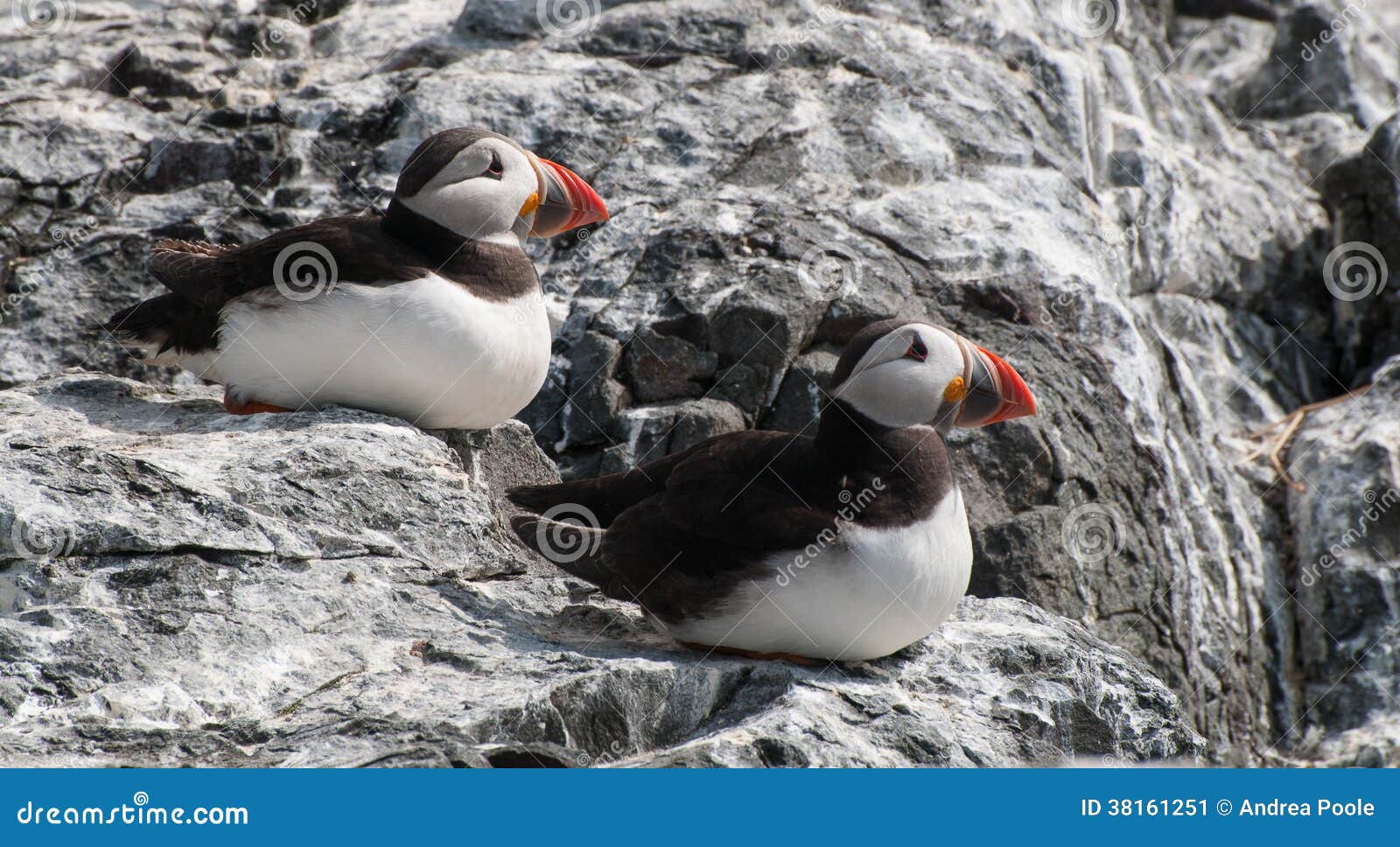 Puffin Pair stock image. Image of white, northumberland - 38161251