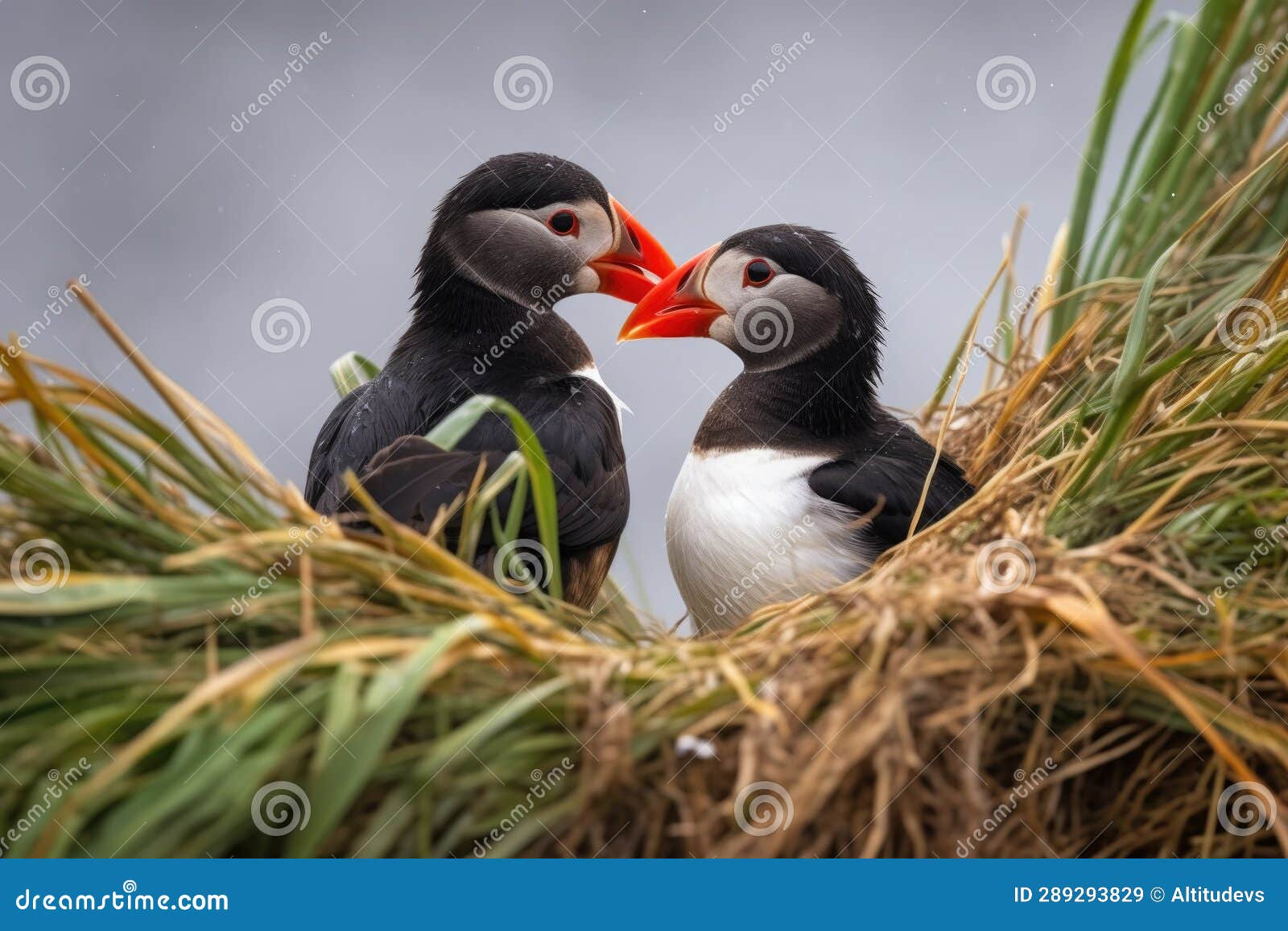 Puffin Parent and Chick Sharing Fish on Grassy Hilltop Stock Image ...